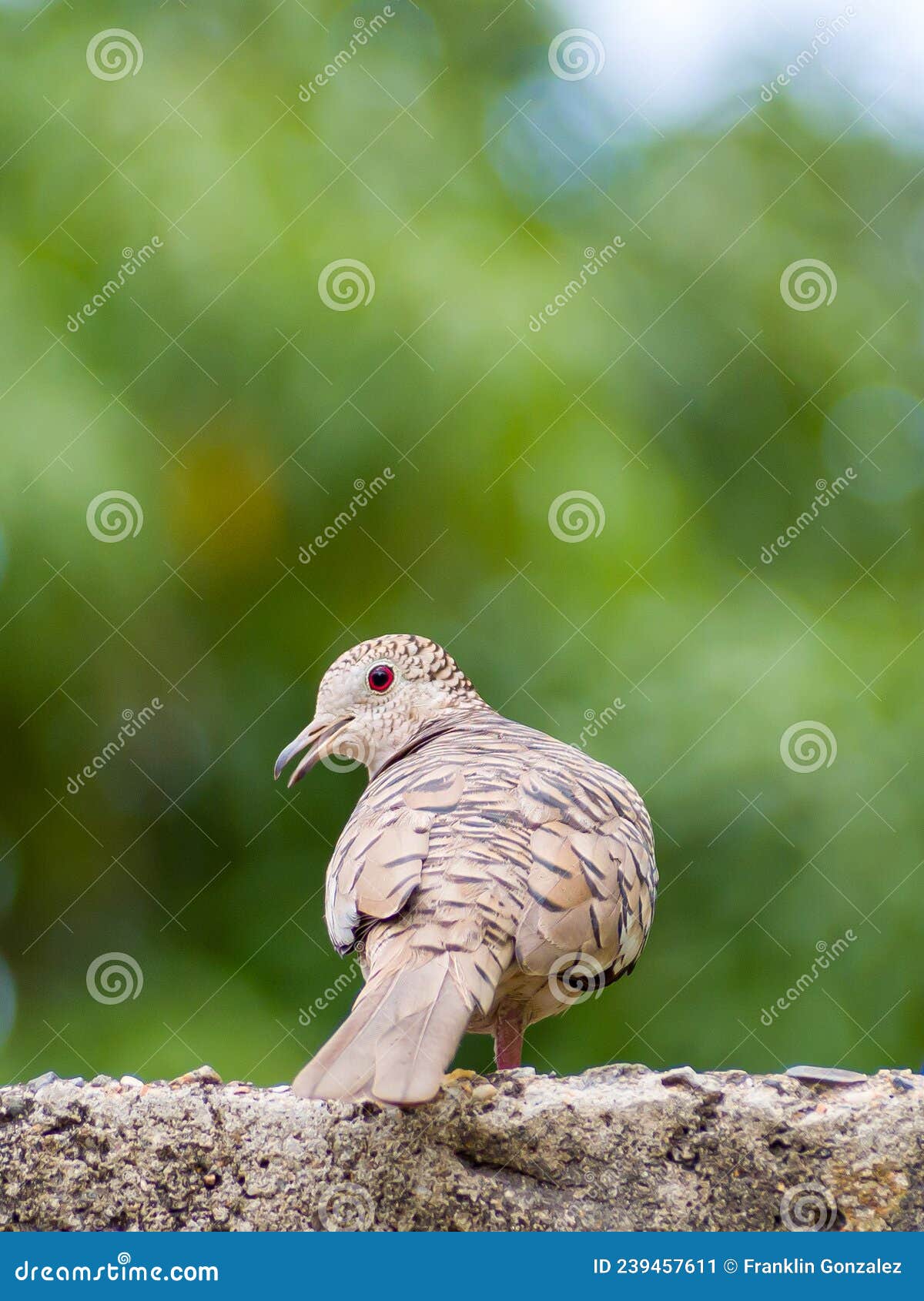Beautiful Pigeon Looking Back Stock Image - Image of wing, branch ...