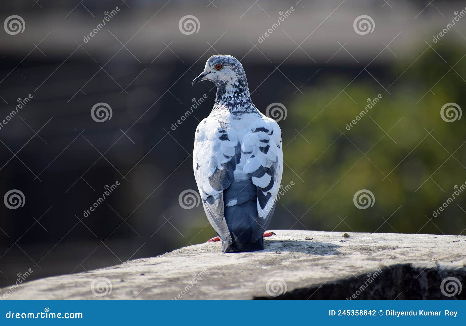 Beautiful pigeons sitting stock photo. Image of pigeons - 245358842