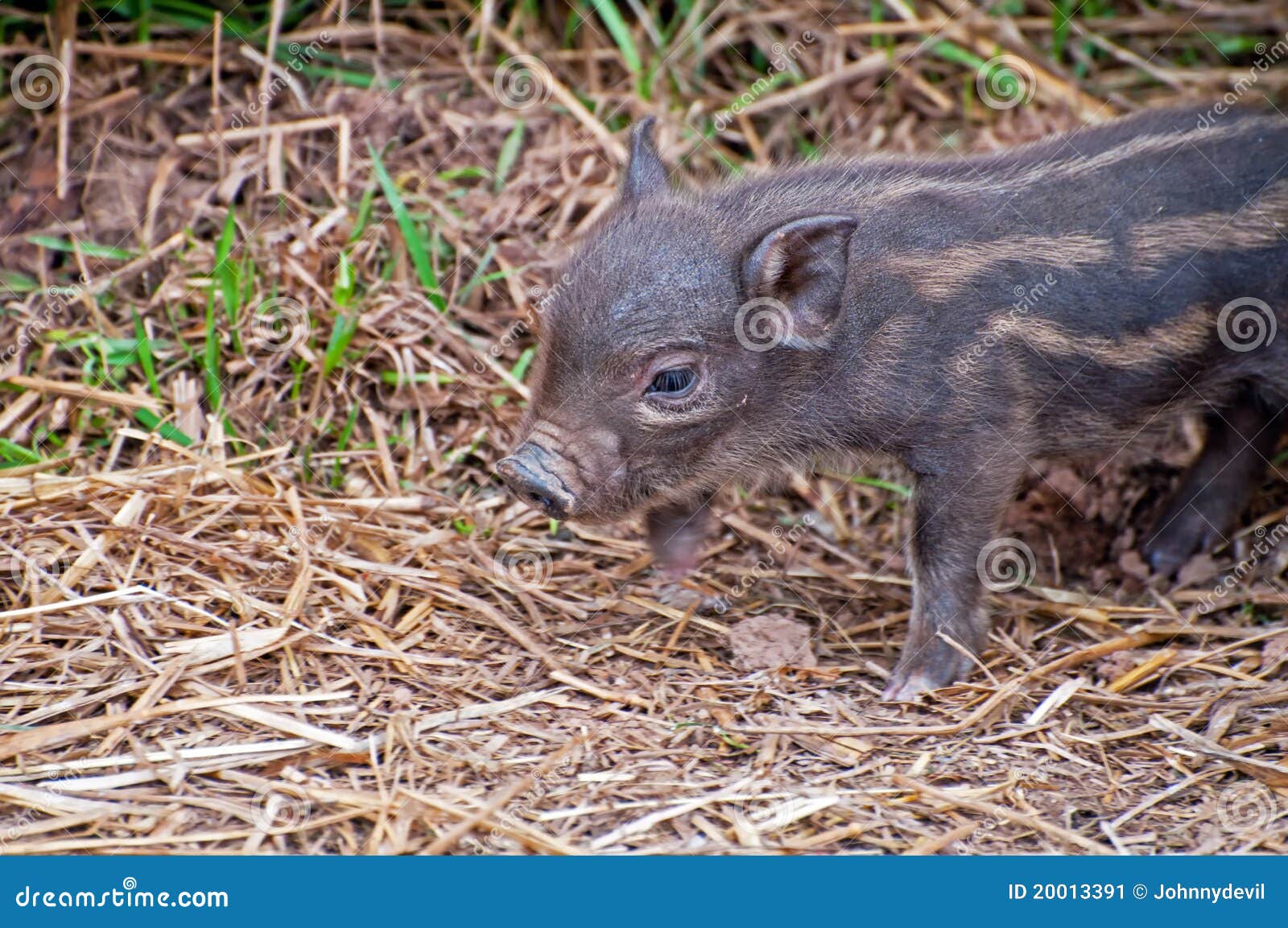 Beautiful Piglet stock image. Image of close, mammal - 20013391