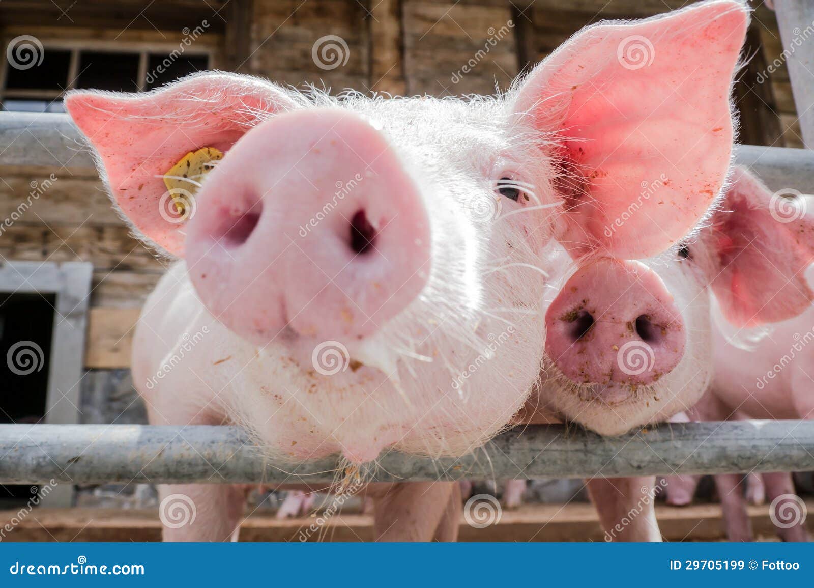 Piglets stock image. Image of nature, animal, cute, pork - 29705199