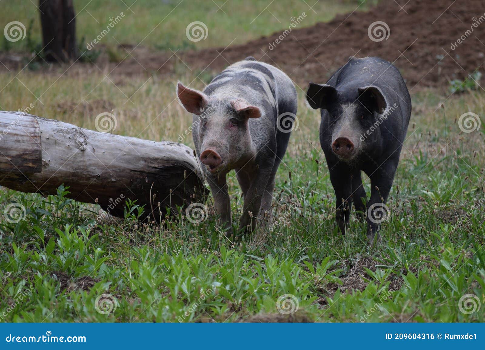 Pigs of Different Skin Color Stock Photo - Image of friends, color ...