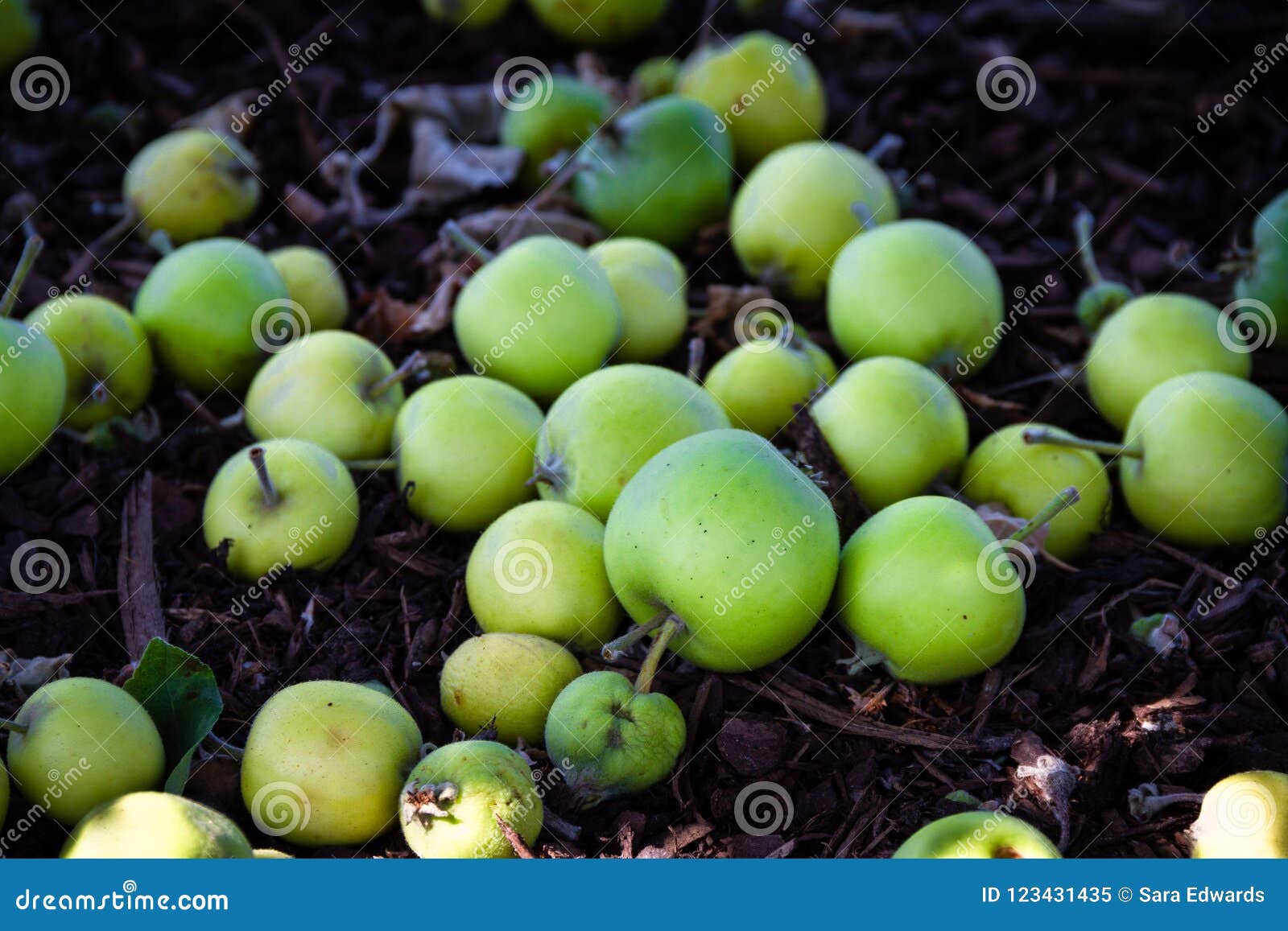 Beautiful Pile of Green Apples on the Ground that Have Fallen from the ...