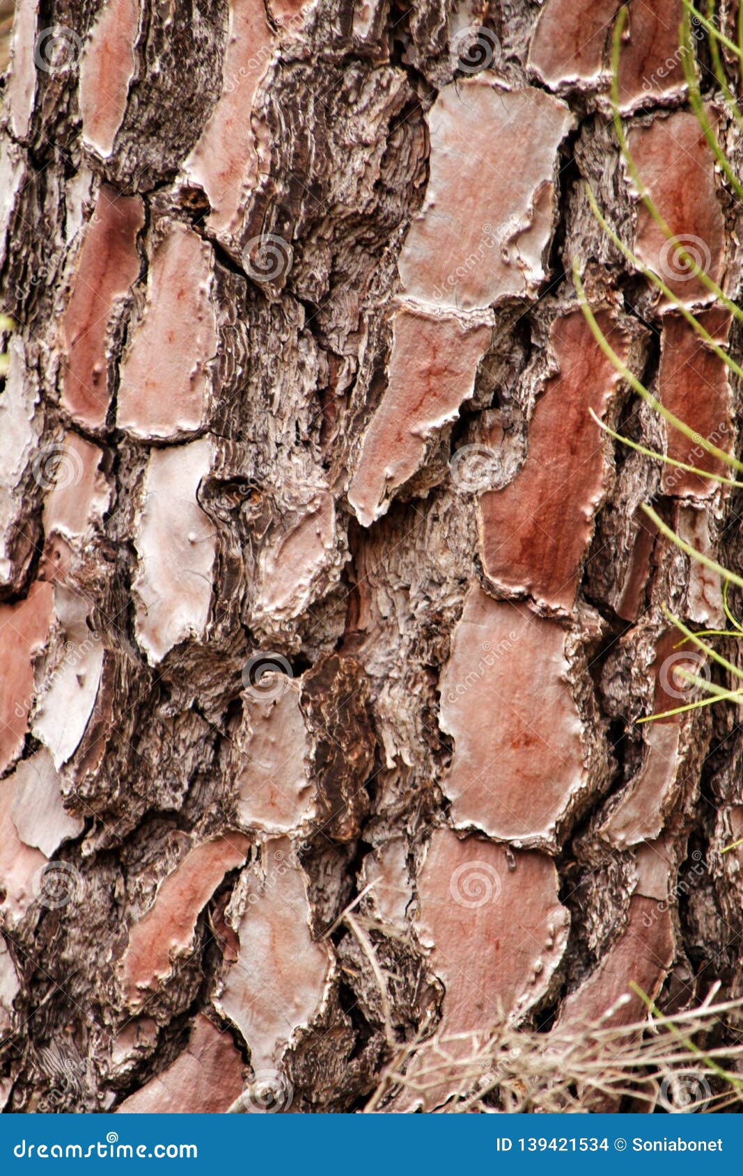 Pine bark texture stock photo. Image of outside, element - 139421534