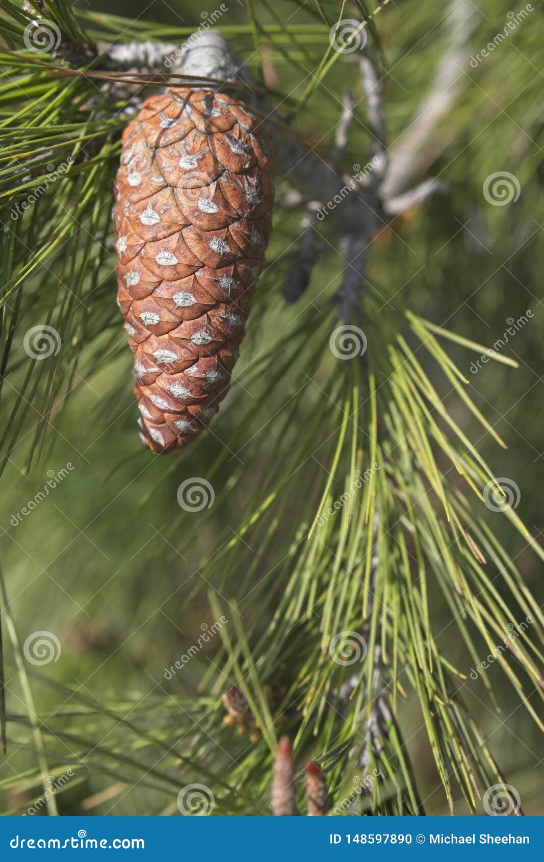Beautiful Pine Cone Full of Seeds Hanging from a Pine Tree Stock Photo ...