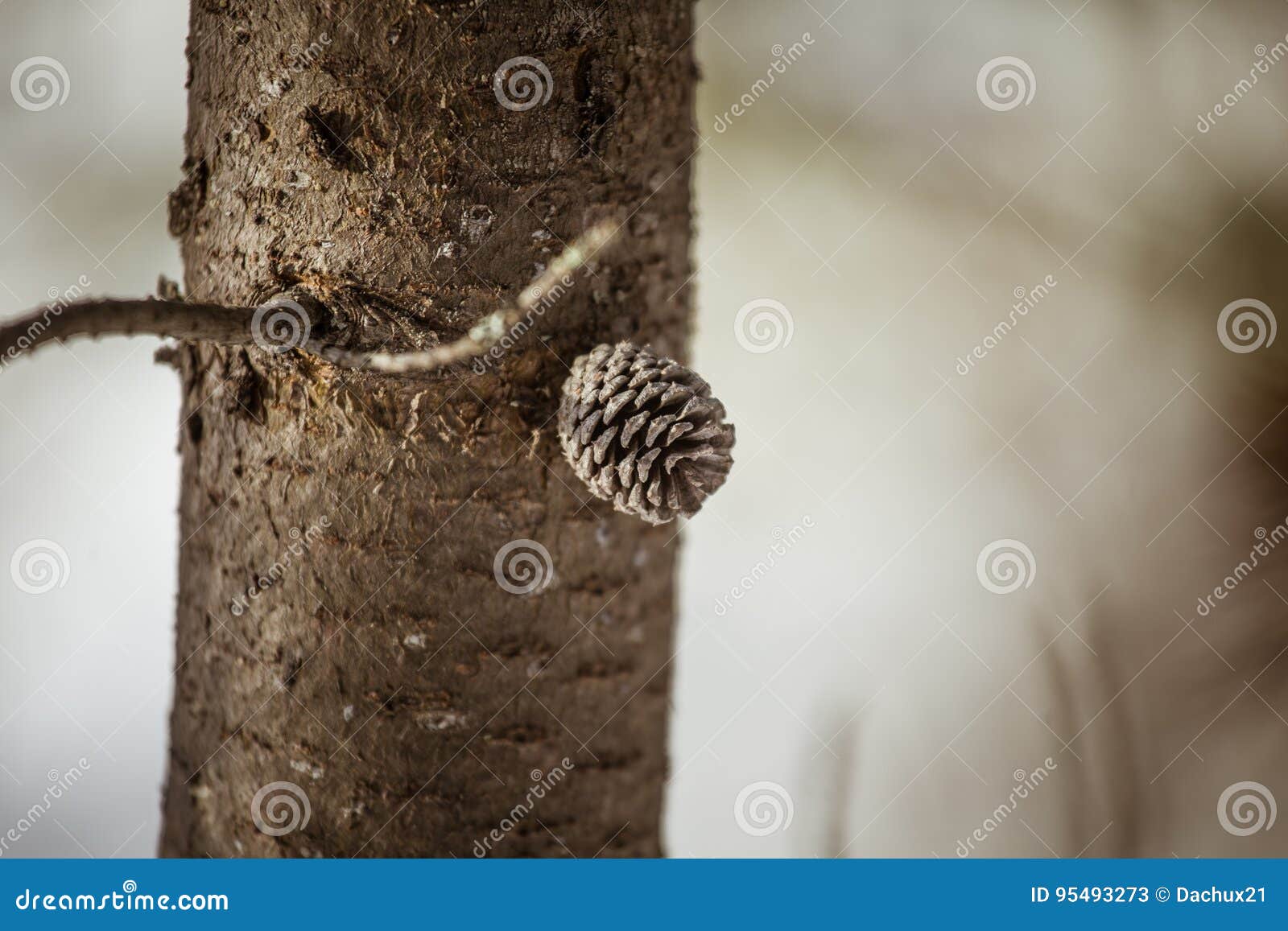 A Beautiful Pine Cone in a Natural Habitat Stock Image - Image of green ...