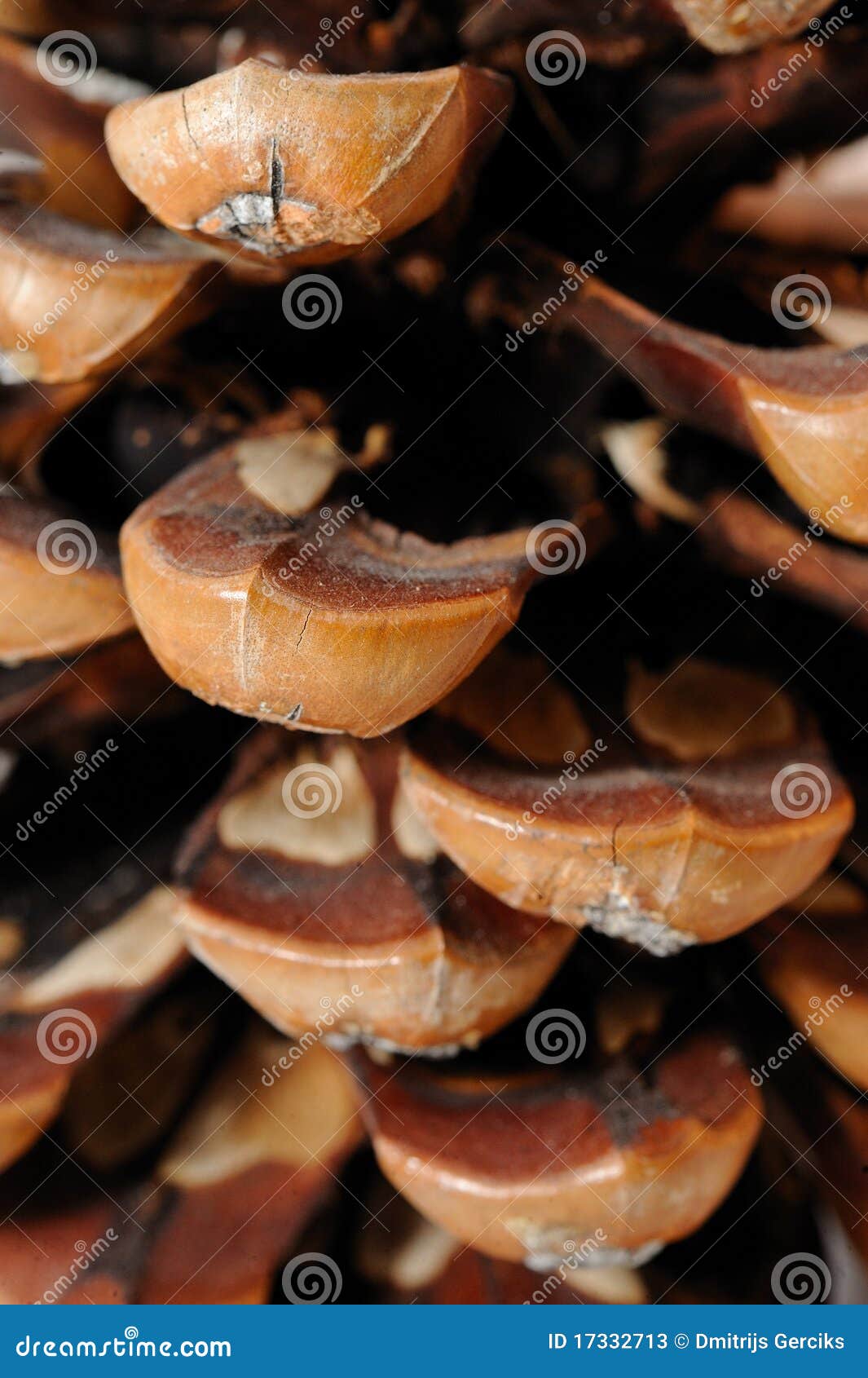 Beautiful Pine Cone Texture Stock Image - Image of brown, growth: 17332713