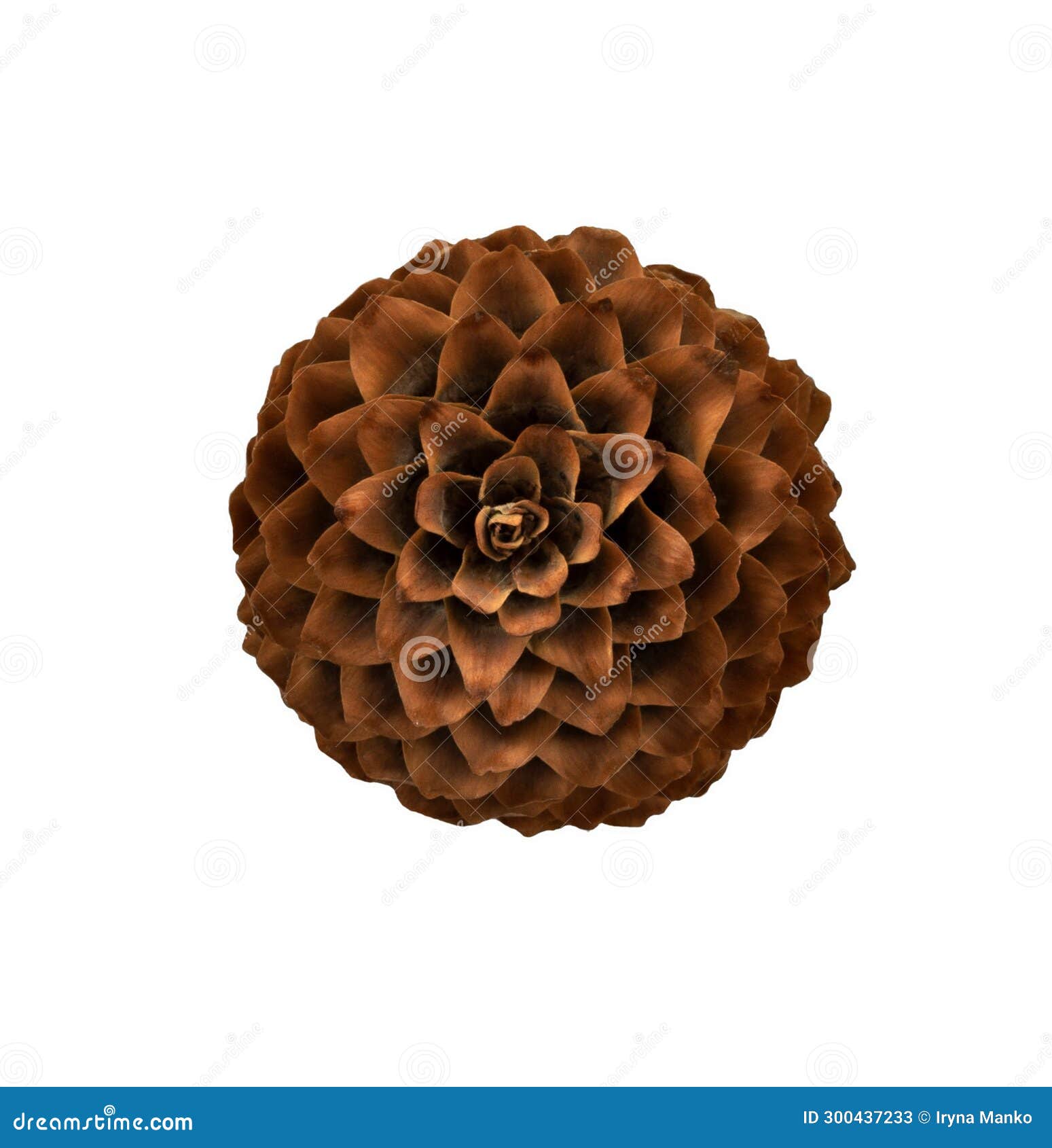 Beautiful Pine Cone Top View Stock Image - Image of forest, natural ...