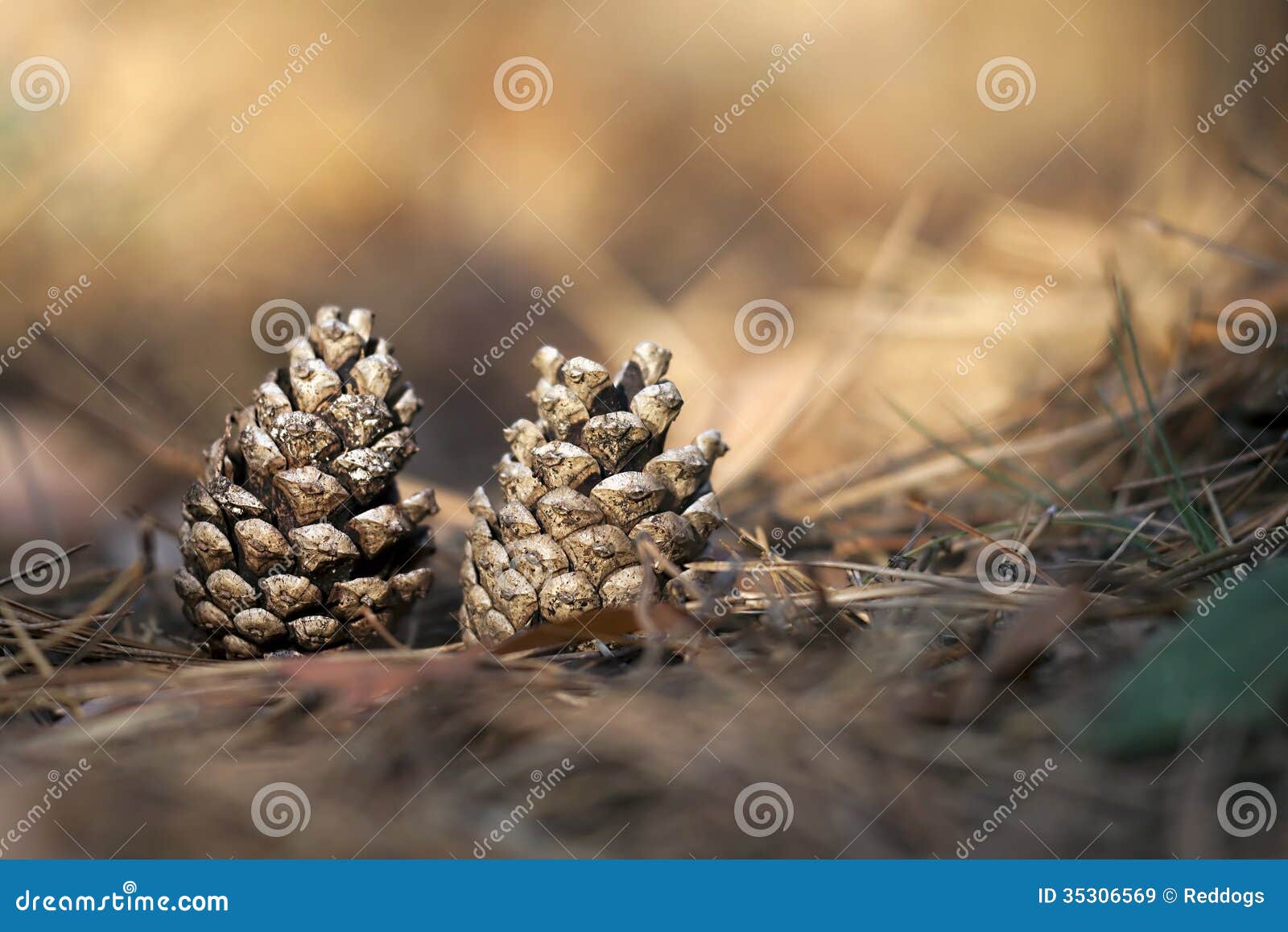 Beautiful pine cones stock image. Image of tree, plant - 35306569