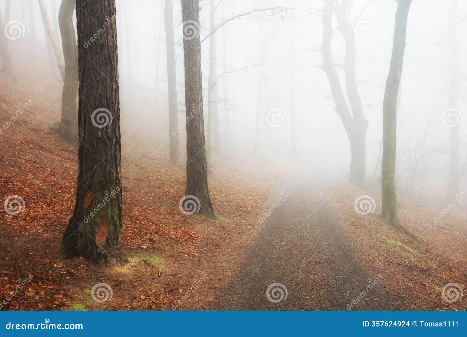 Beautiful Pine Forest at Foggy Sunrise. Tree Trunks and Cold Mist Stock ...