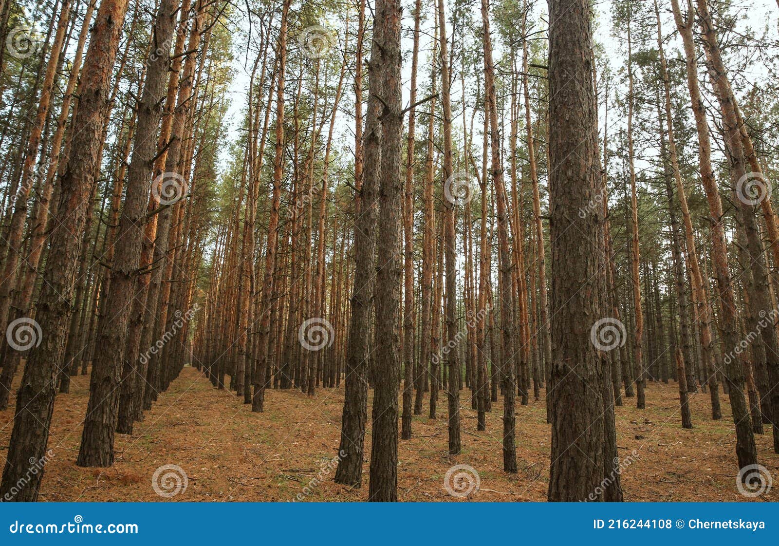 Beautiful Pine Forest with Growing Young Trees Stock Photo - Image of ...