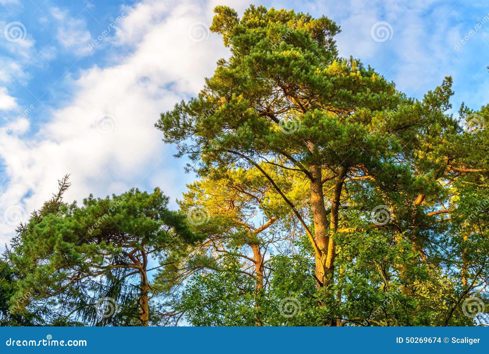 Beautiful pine forest stock photo. Image of sunlight - 50269674