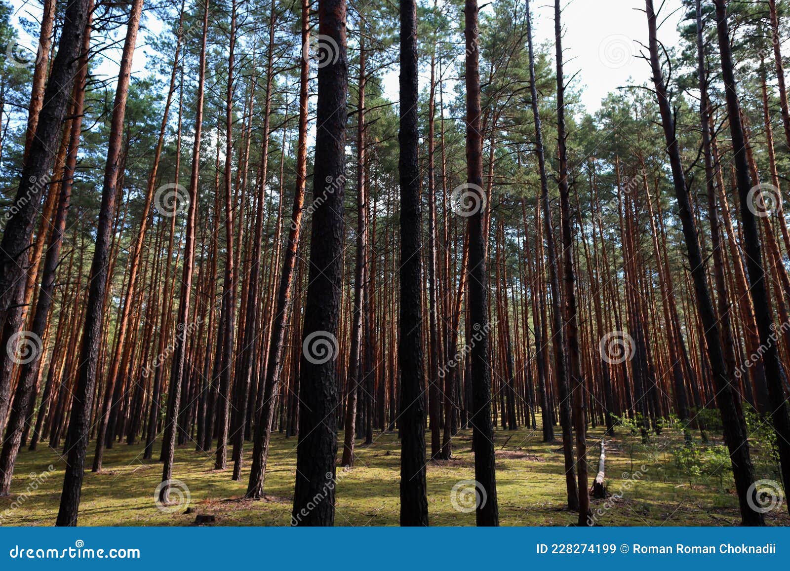 Beautiful Pine Forest Smooth Pillars Trees Grow in Rows Stock Image ...