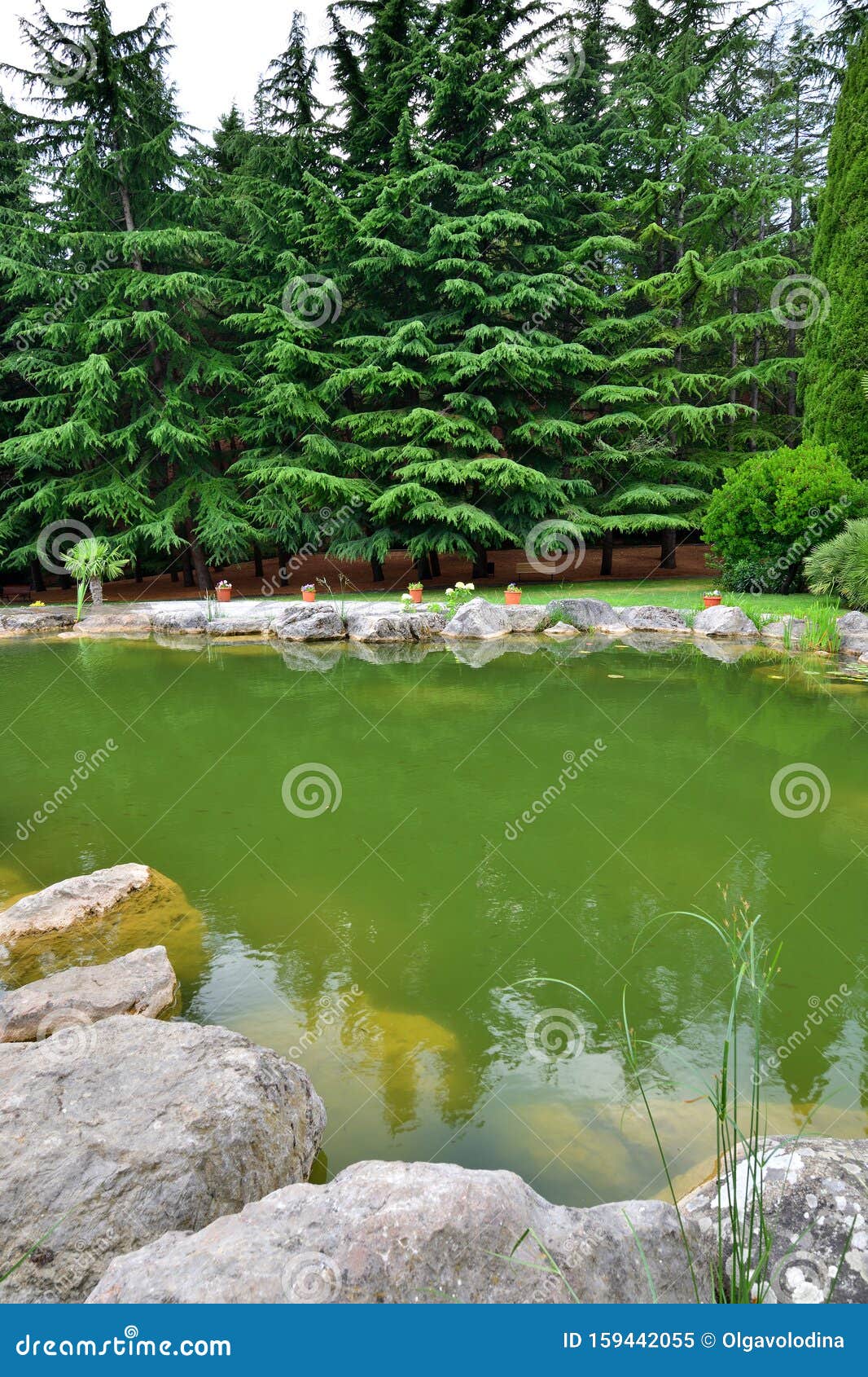 A Beautiful Pine Park with a Pond Stock Image - Image of architectural ...