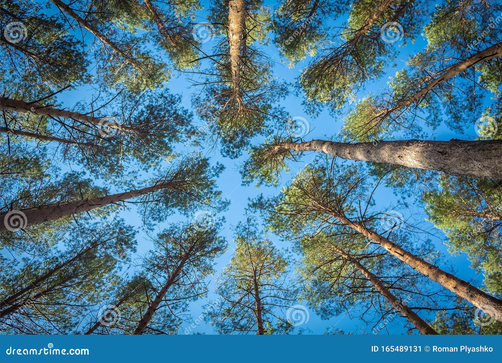 Beautiful Pine Tops. Tall Trees Stock Image - Image of tall, forest ...