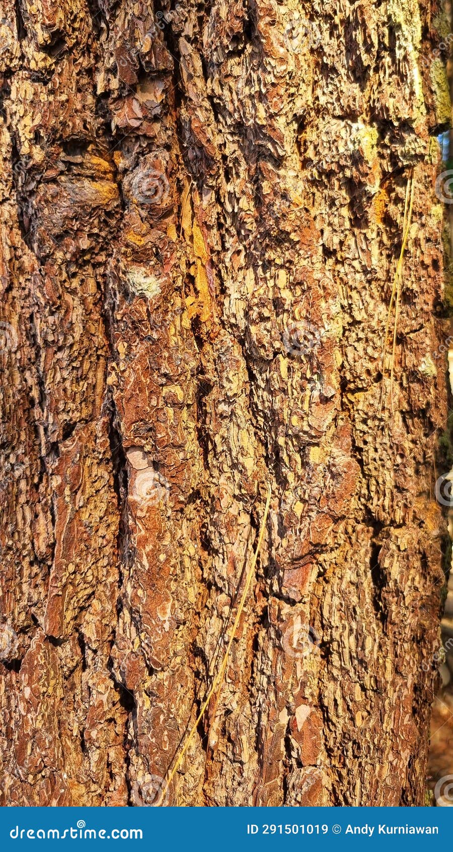 A Beautiful Pine Tree Backdrop during the Day Stock Image - Image of ...
