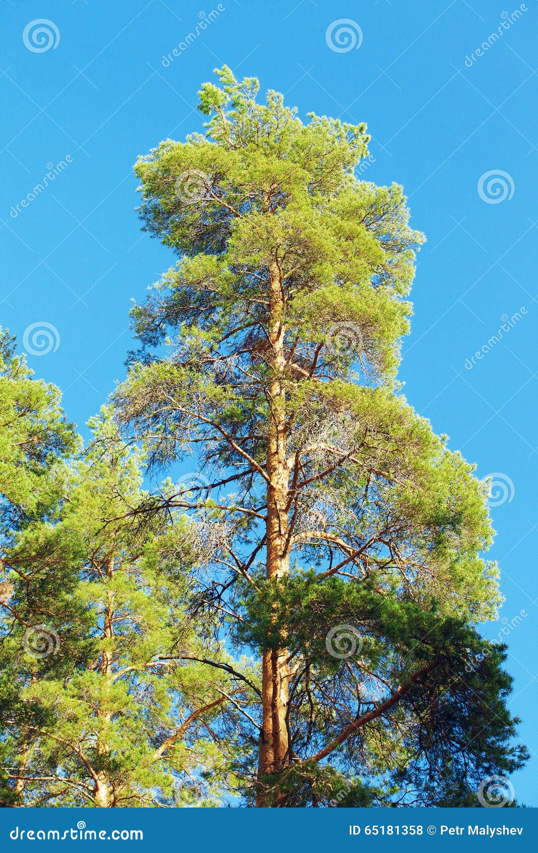 Beautiful Pine Tree stock photo. Image of pine, environment - 65181358