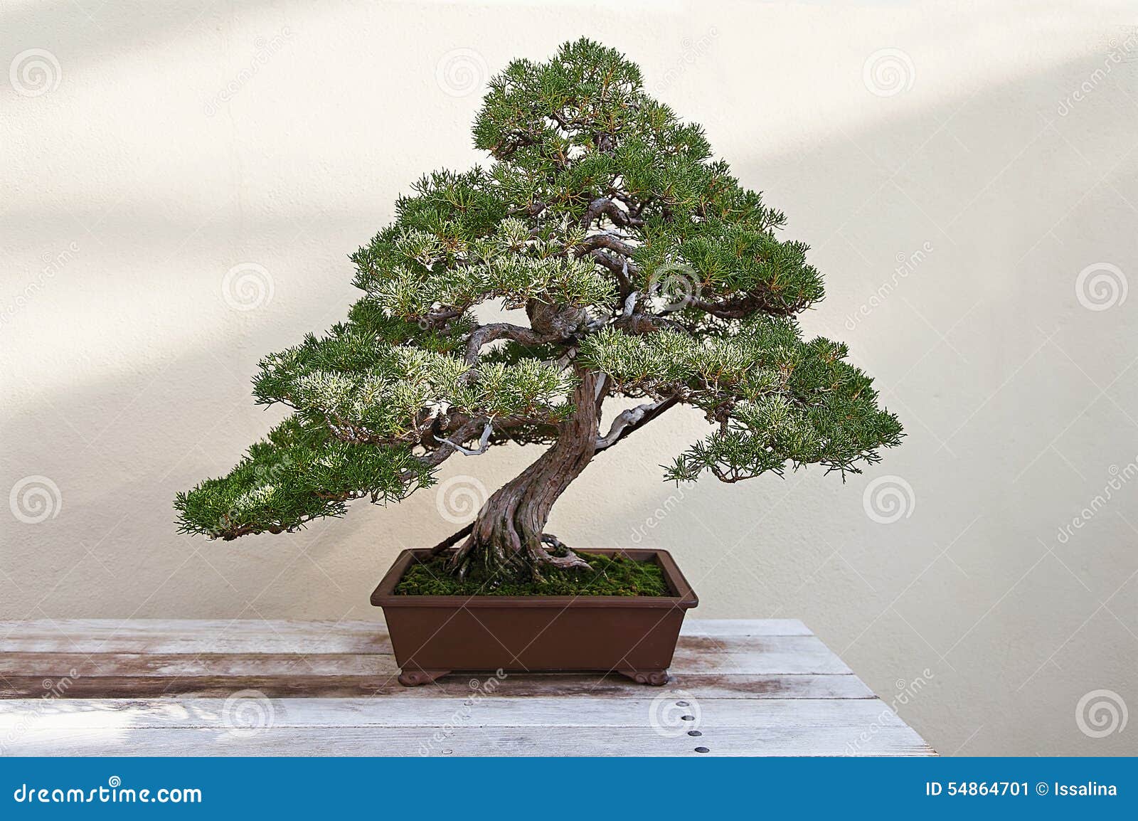 Beautiful pine tree bonsai stock image. Image of decorative - 54864701