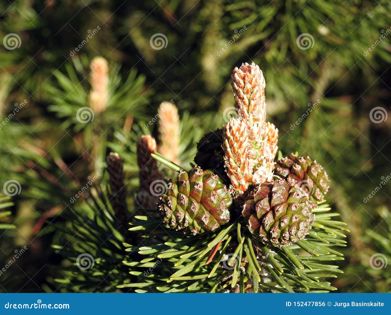 Pine Tree Cone in Spring, Lithuania Stock Photo - Image of green, tree ...