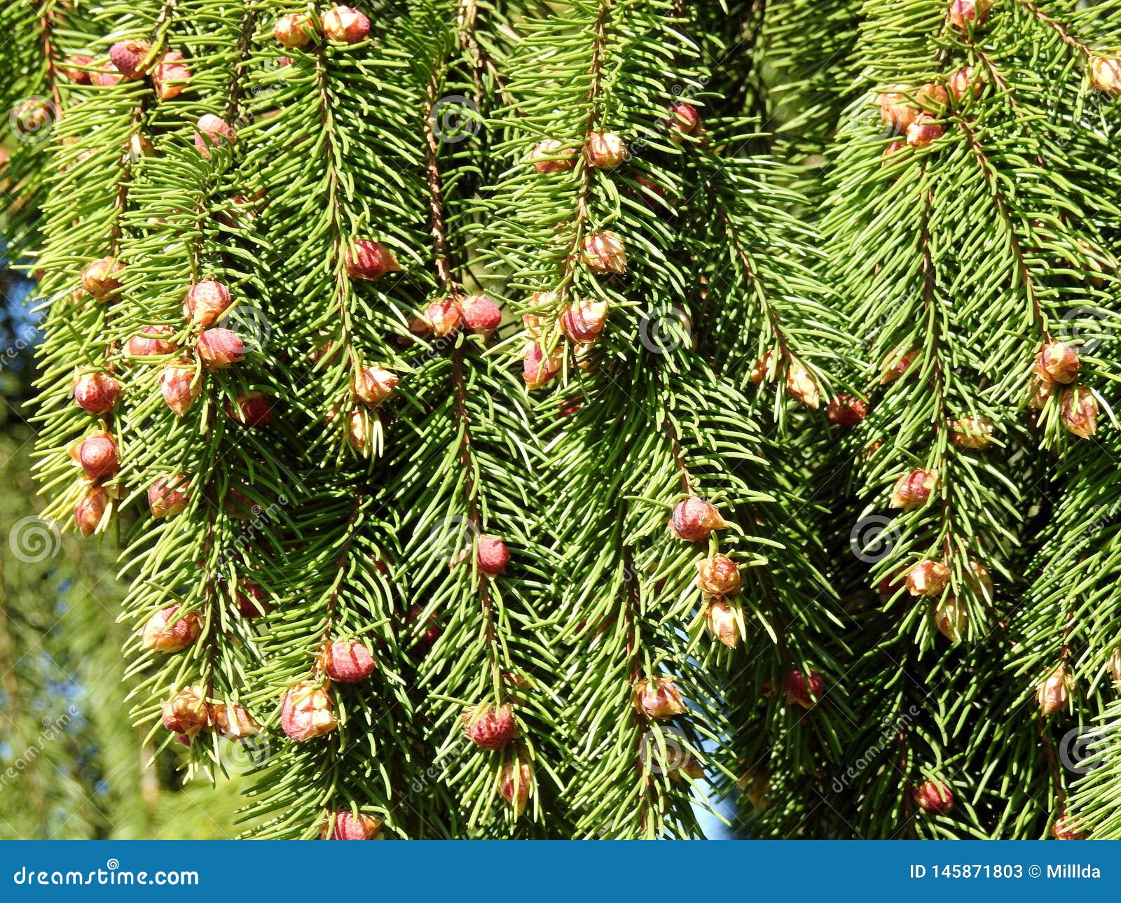 Pine Tree Branches with Cone in Spring, Lithuania Stock Image - Image ...