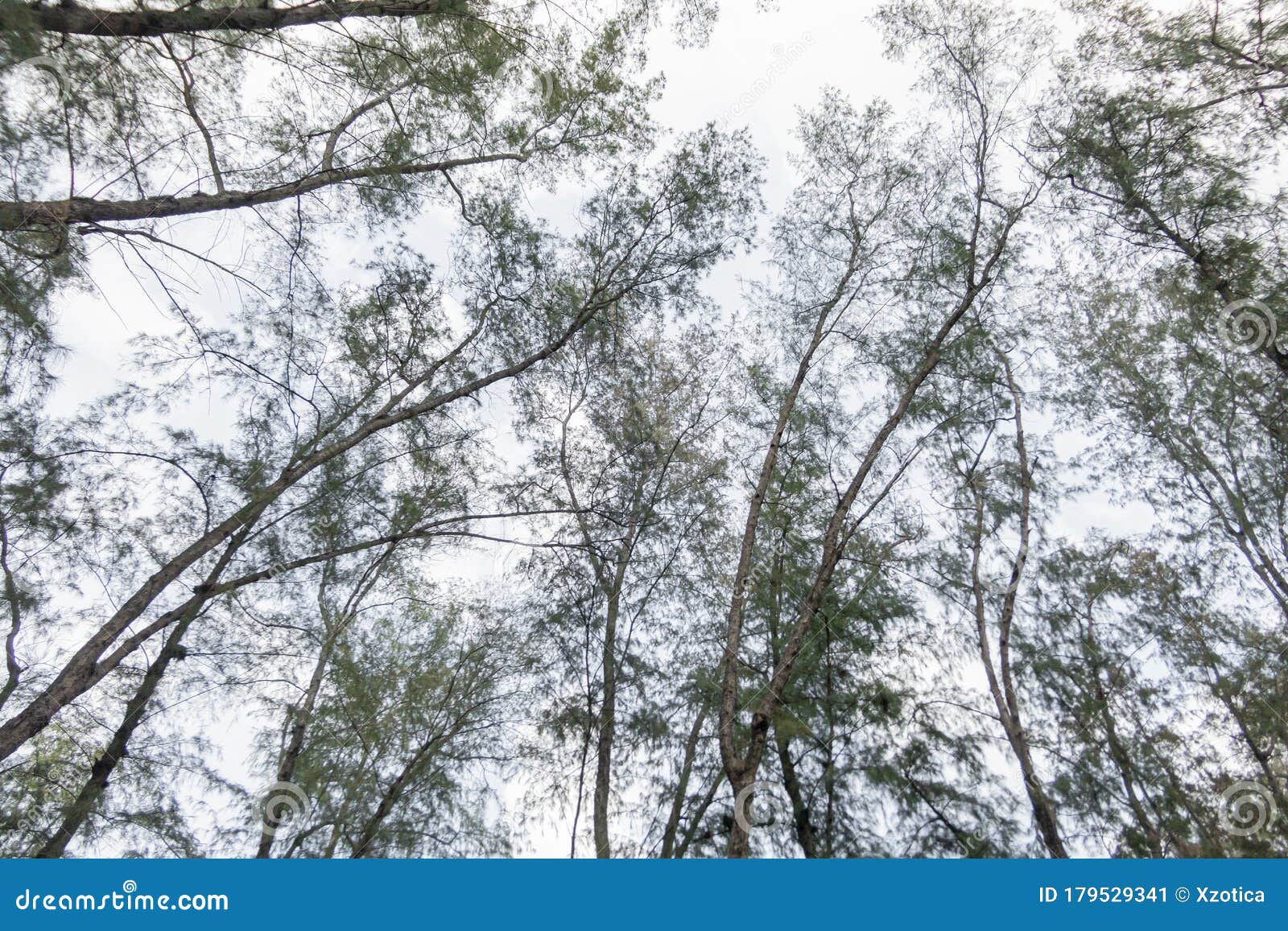 The Beautiful Pine Tree Canopies Stock Image - Image of forest, brown ...