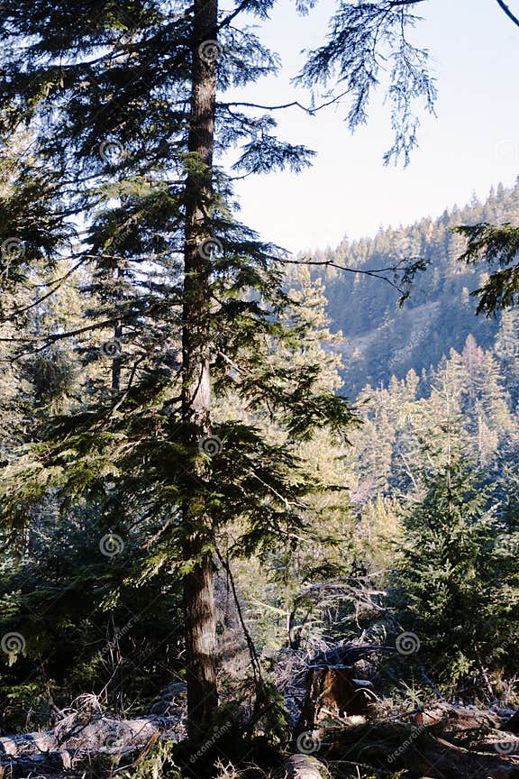 Beautiful Pine Tree Forest on Top of a Hill Stock Image - Image of ...