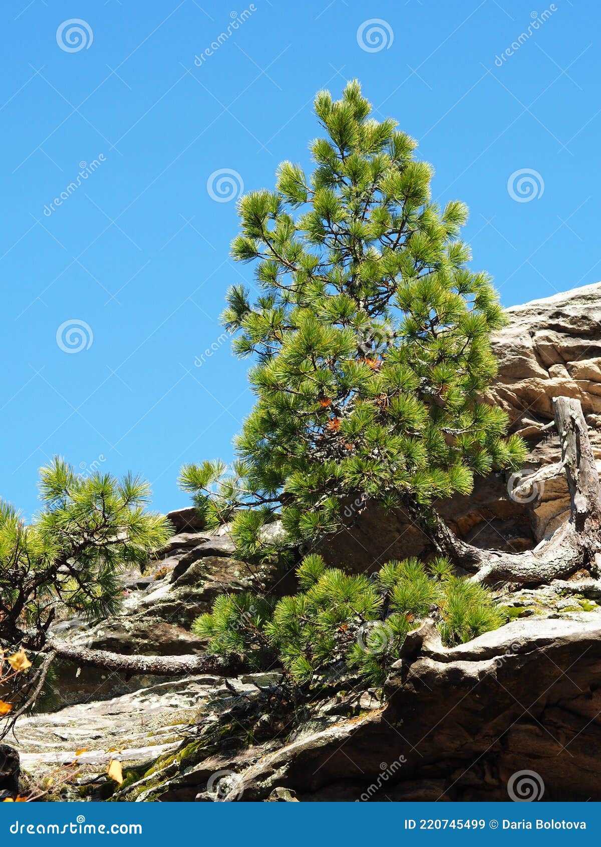 A Pine Tree Grows on a Rock Stock Image - Image of plant, forest: 220745499