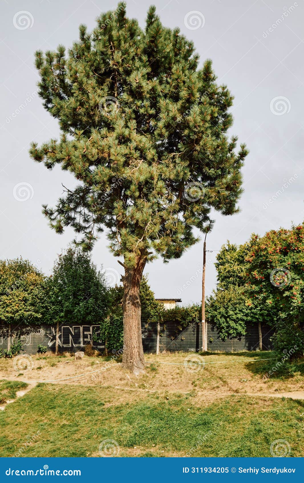 Beautiful Pine Tree on a Hill on a Lawn Overgrown with Grass Stock ...