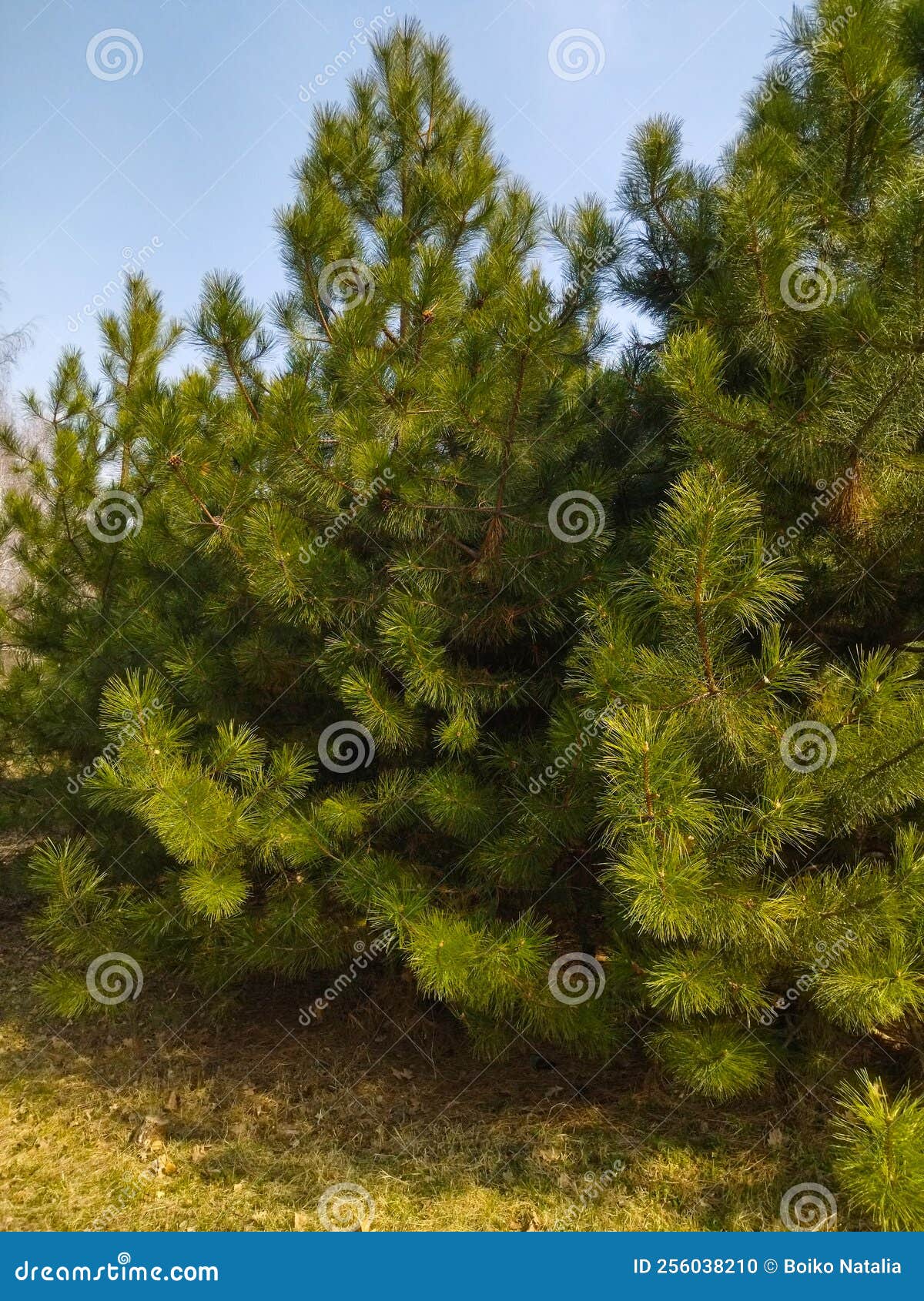 Beautiful Pine Tree. Nature Concept for Design. Stock Photo - Image of ...