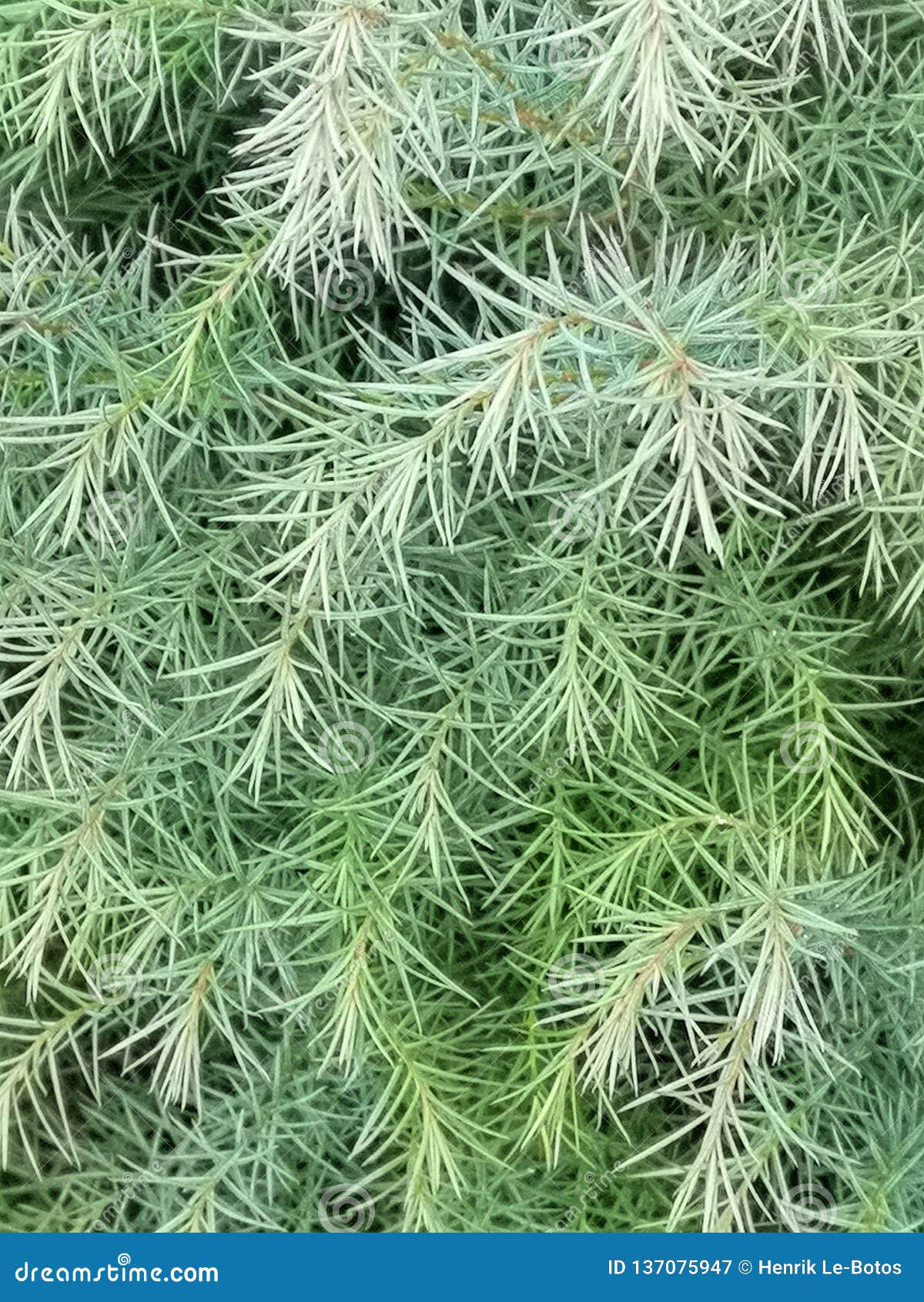 Pine tree leaves stock image. Image of pine, leaves - 137075947