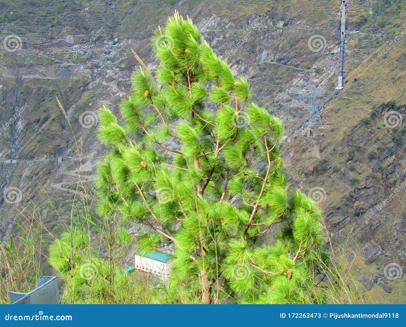 Beautiful Pine Tree Standing Alone at Kinnaur in India Stock Image ...