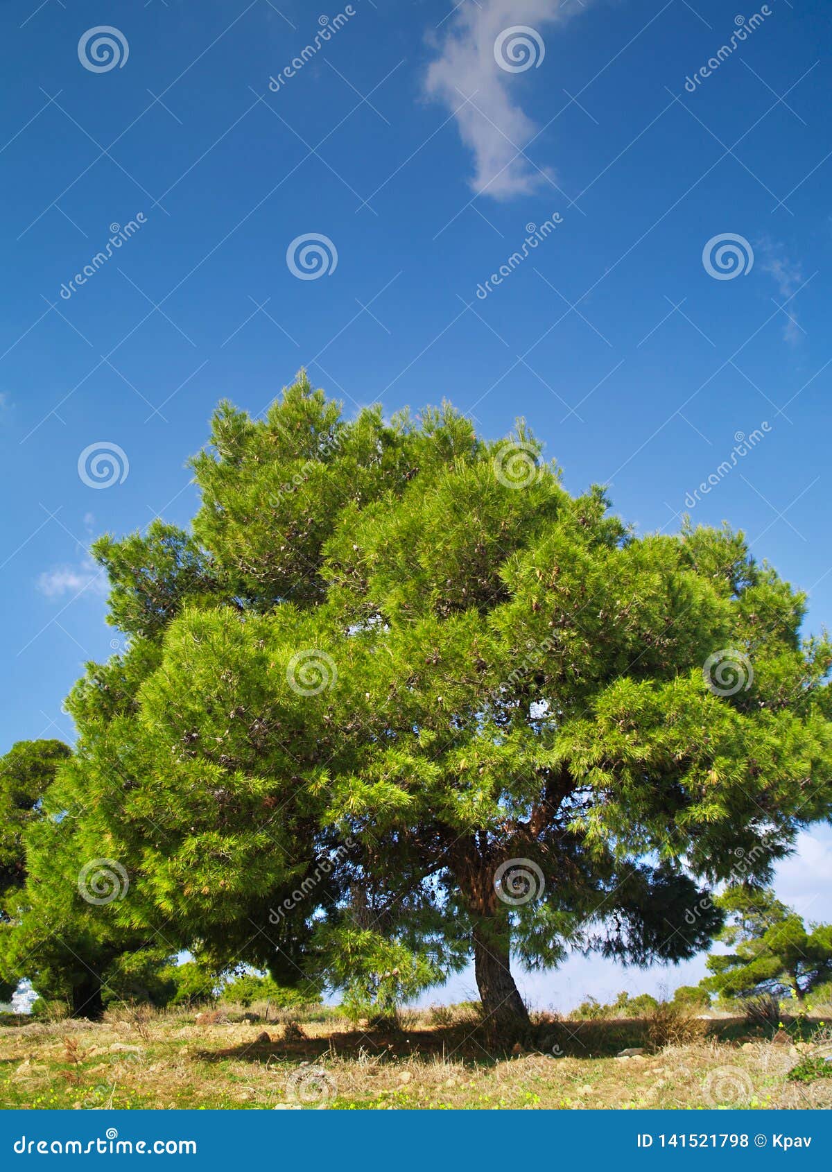 Beautiful Pine Tree, a Sunny Day. Stock Photo - Image of sunny, summer ...