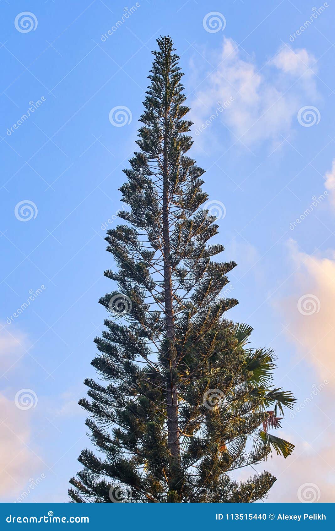 Beautiful pine tree stock photo. Image of mountain, plant - 113515440