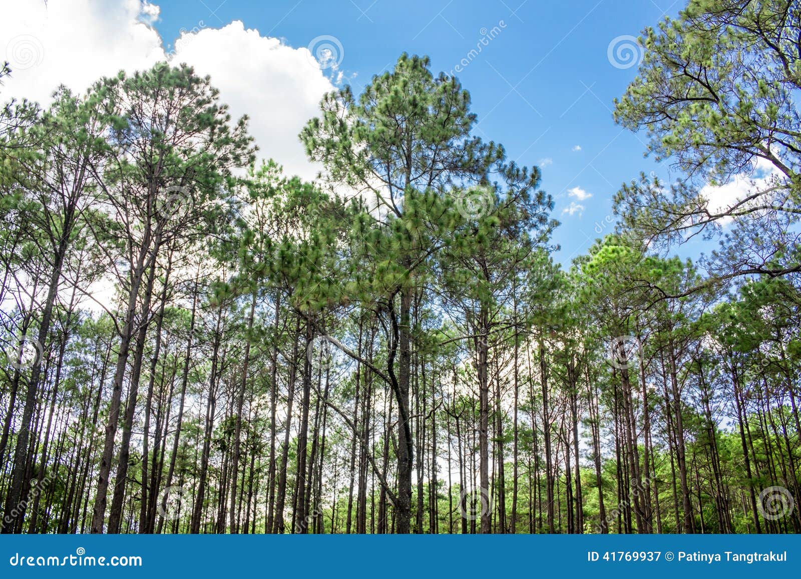 Beautiful Pine Tree stock image. Image of tree, woodland - 41769937