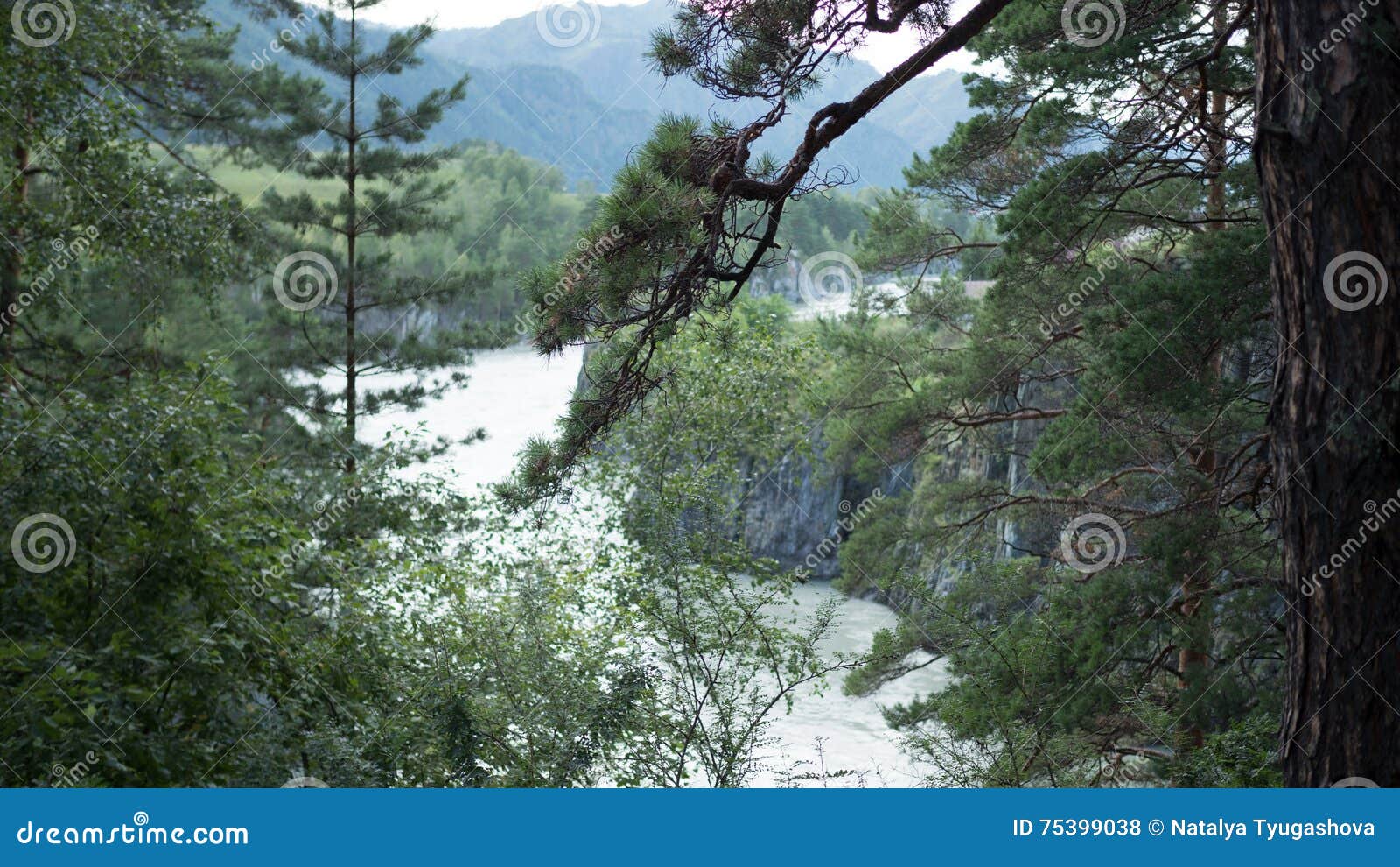 Beautiful Pine Trees Along the Mountain River Stock Photo - Image of ...