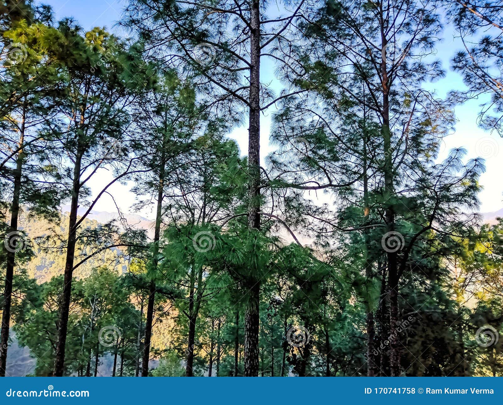 Beautiful Pine Trees Awesome Image Stock Photo - Image of pine ...