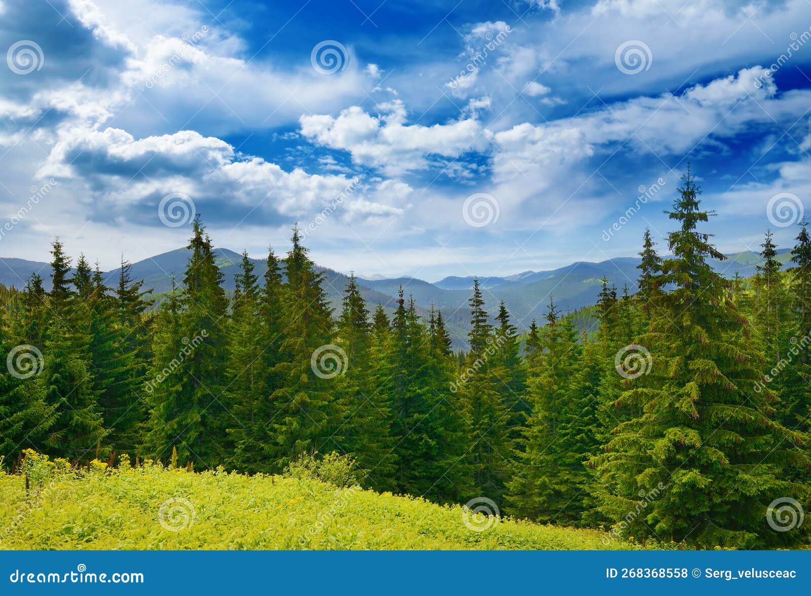 Beautiful Pine Trees on Background High Mountains Stock Photo - Image ...