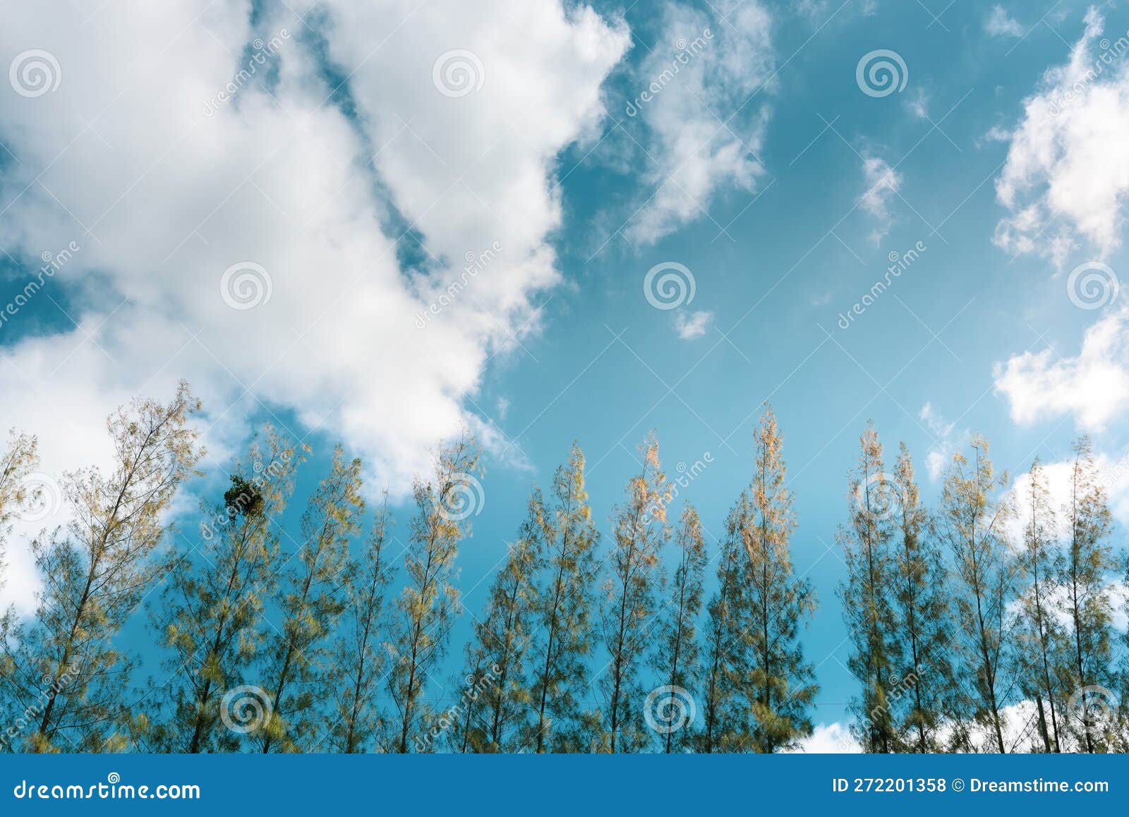 Beautiful Pine Trees on Background ,Row of Pine Trees with Sky and ...