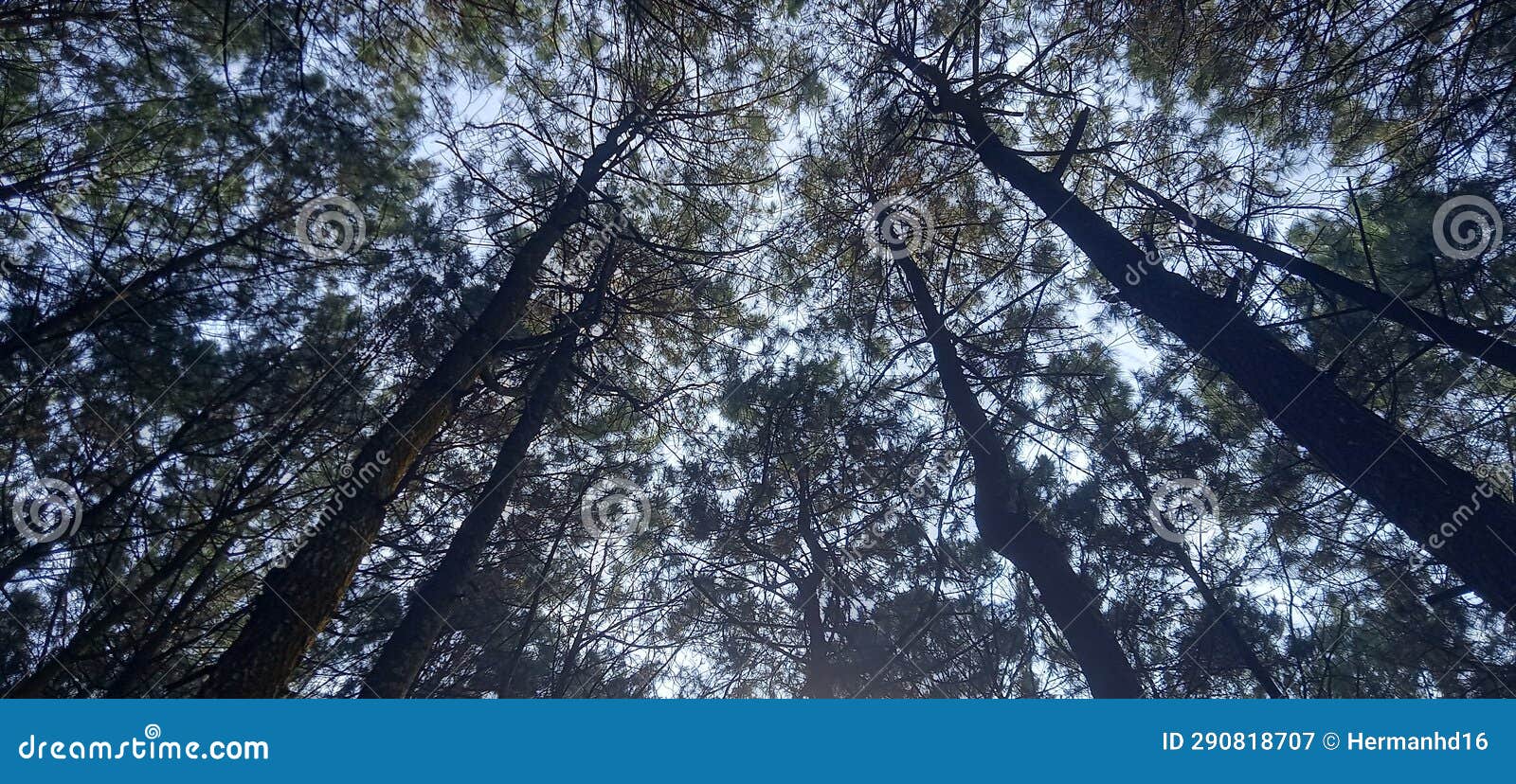 Beautiful Pine Trees with Cool Air, Melodious Birds Chirping. Stock ...