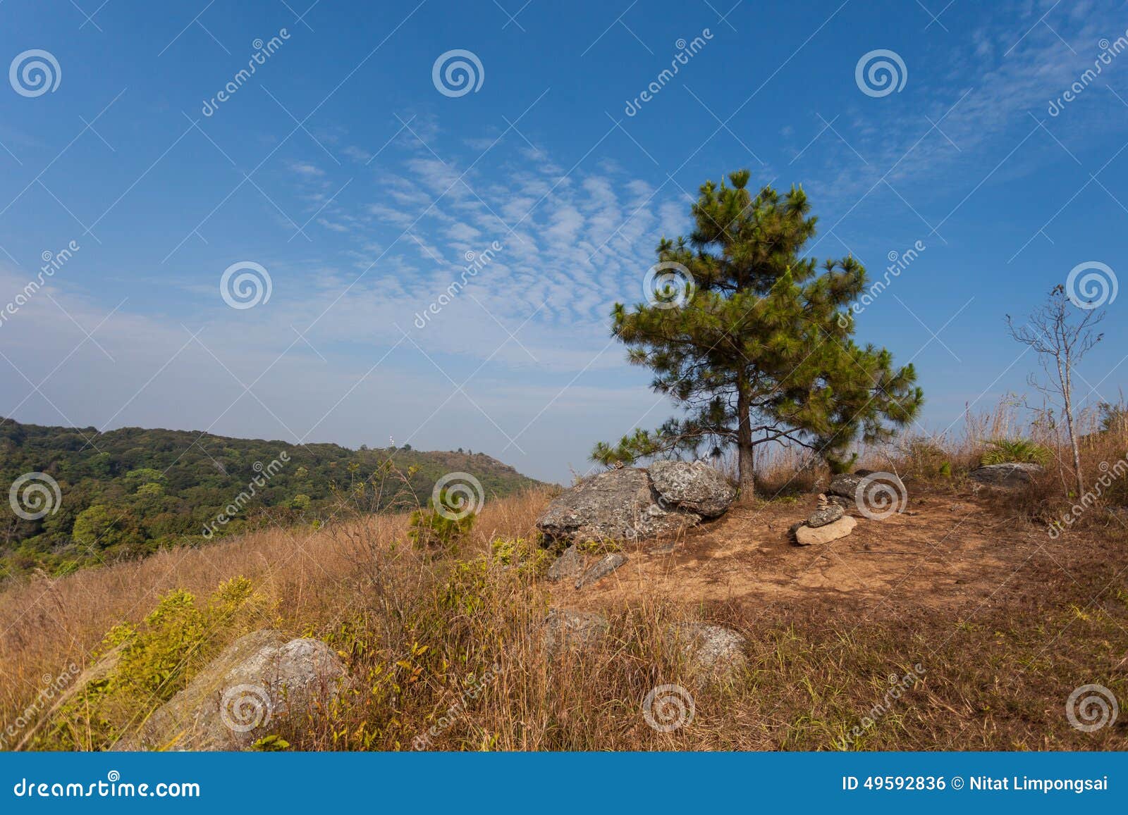 Beautiful pine trees stock photo. Image of forest, bush - 49592836
