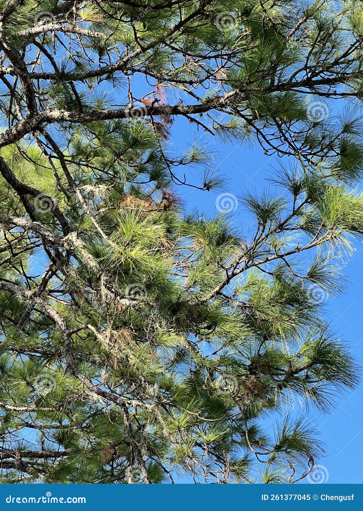 Beautiful Pine Trees with Red Yellow Leaf Stock Image - Image of ...