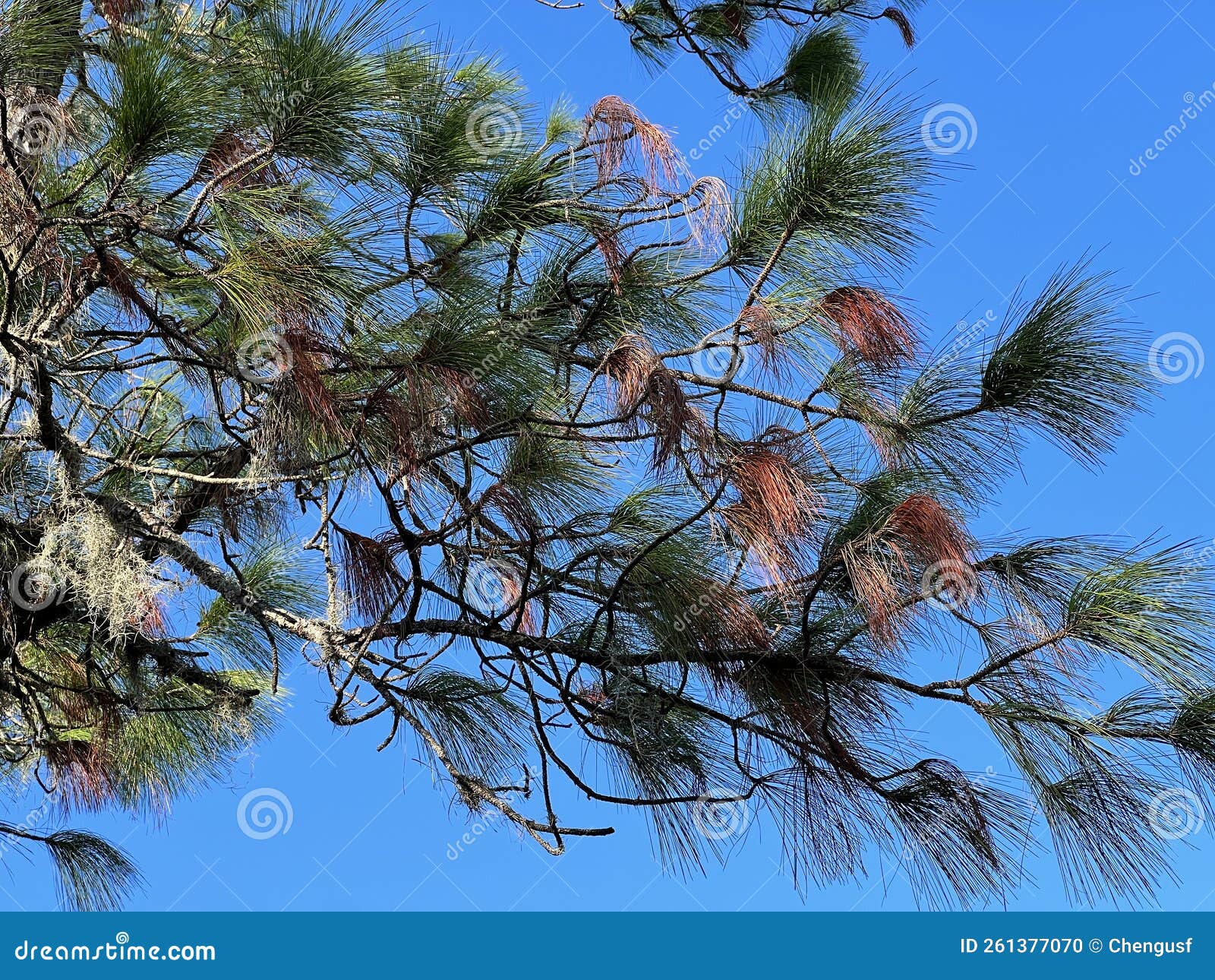 Beautiful Pine Trees with Red Yellow Leaf Stock Photo - Image of ...