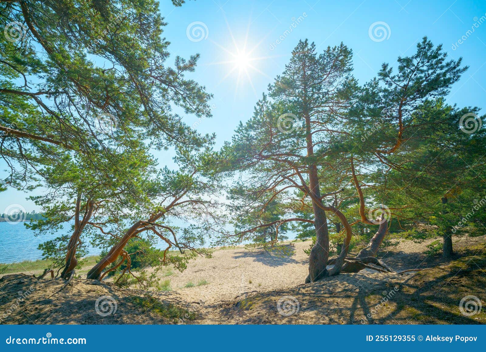 Beautiful Pine Trees on the Sandy Shore Stock Image - Image of lake ...
