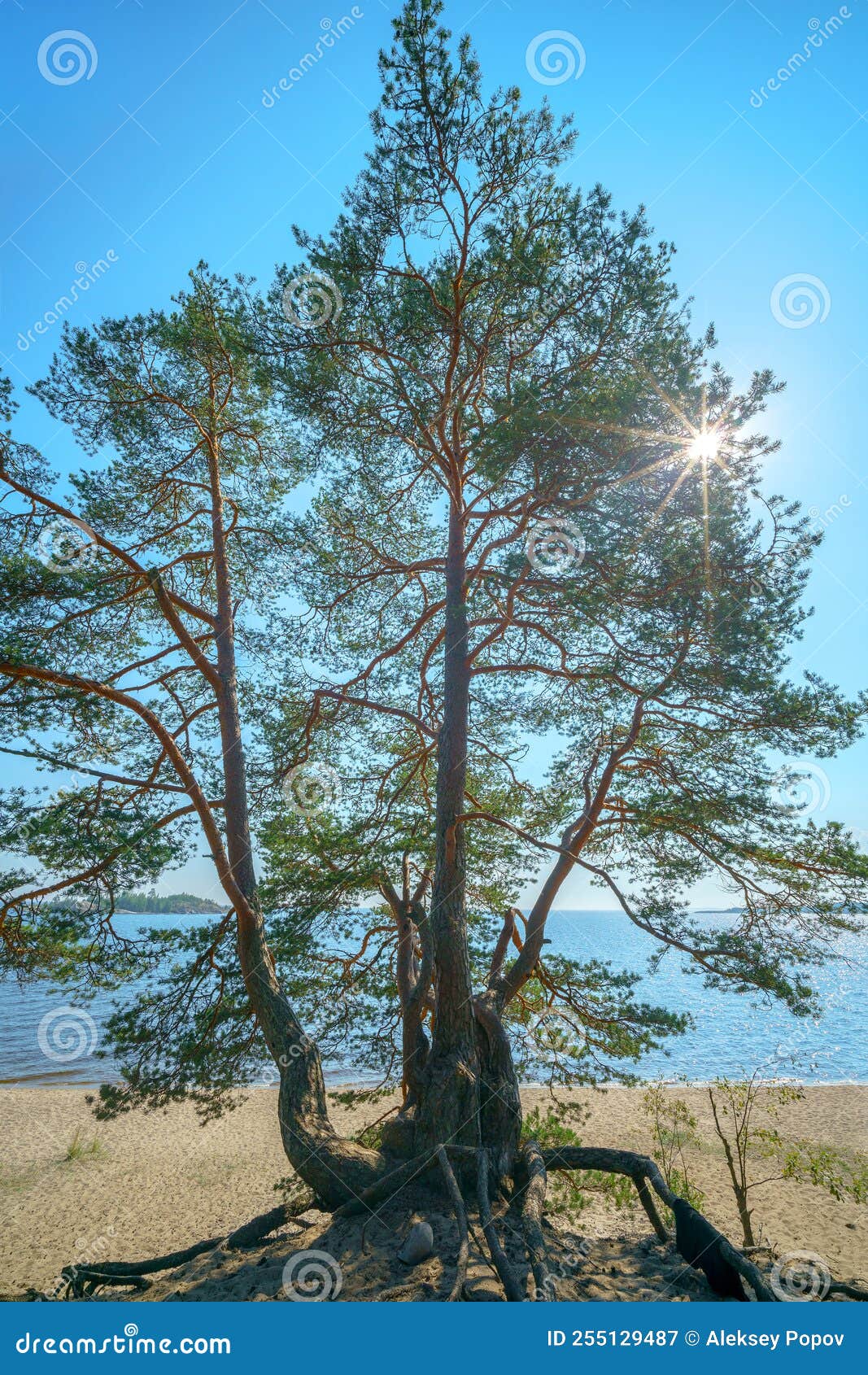 Beautiful Pine Trees on the Sandy Shore Stock Image - Image of blue ...
