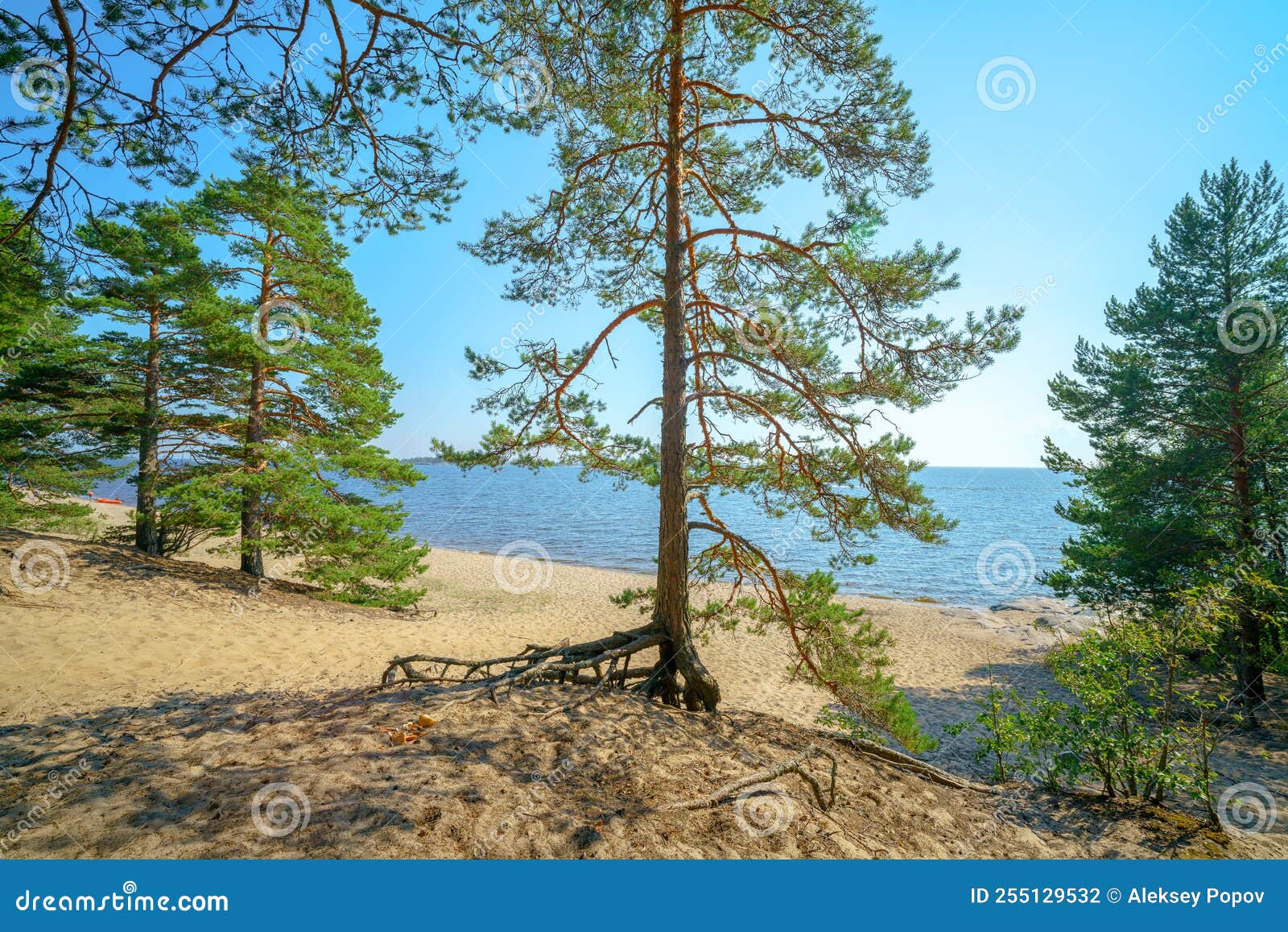 Beautiful Pine Trees on the Sandy Shore Stock Photo - Image of sunlight ...