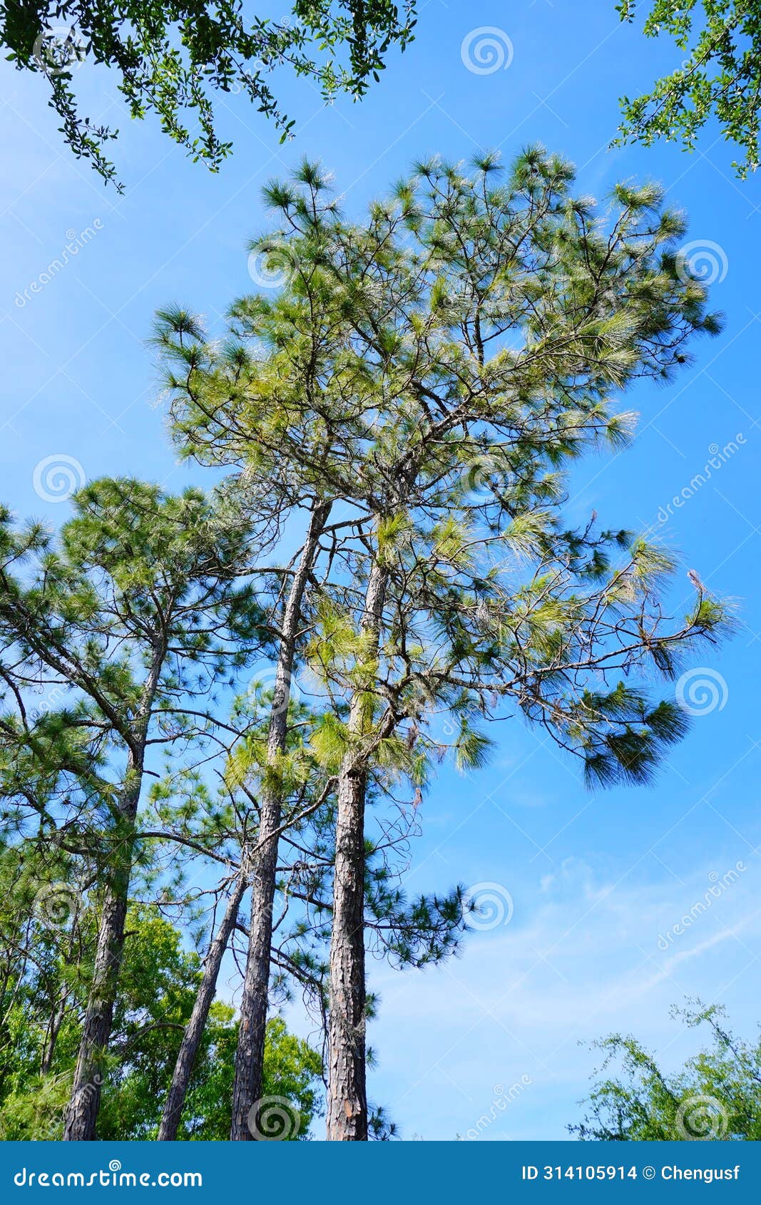 Beautiful Pine Trees in Spring Stock Photo - Image of garden, front ...