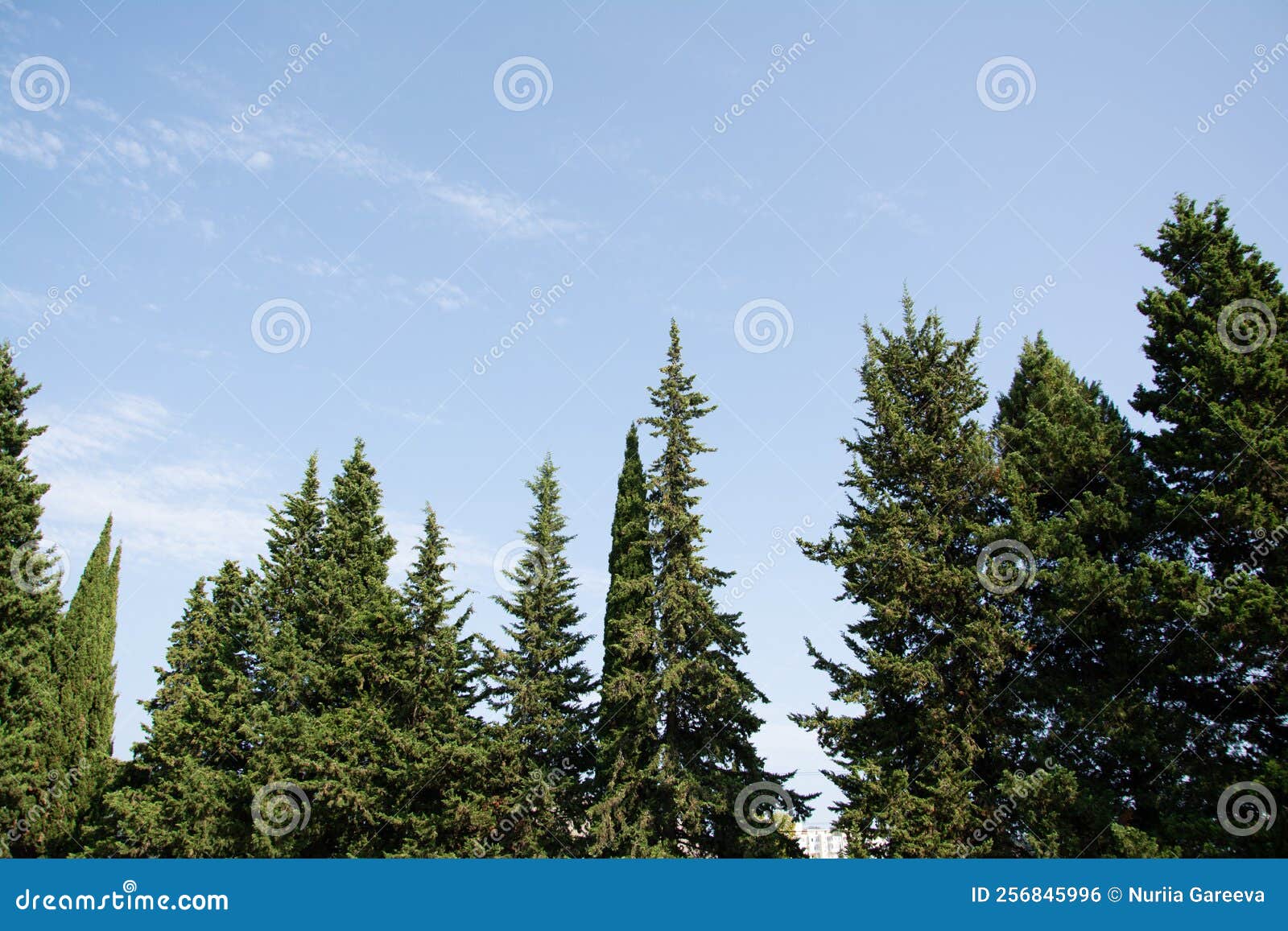 Beautiful pine trees stock photo. Image of beautiful - 256845996