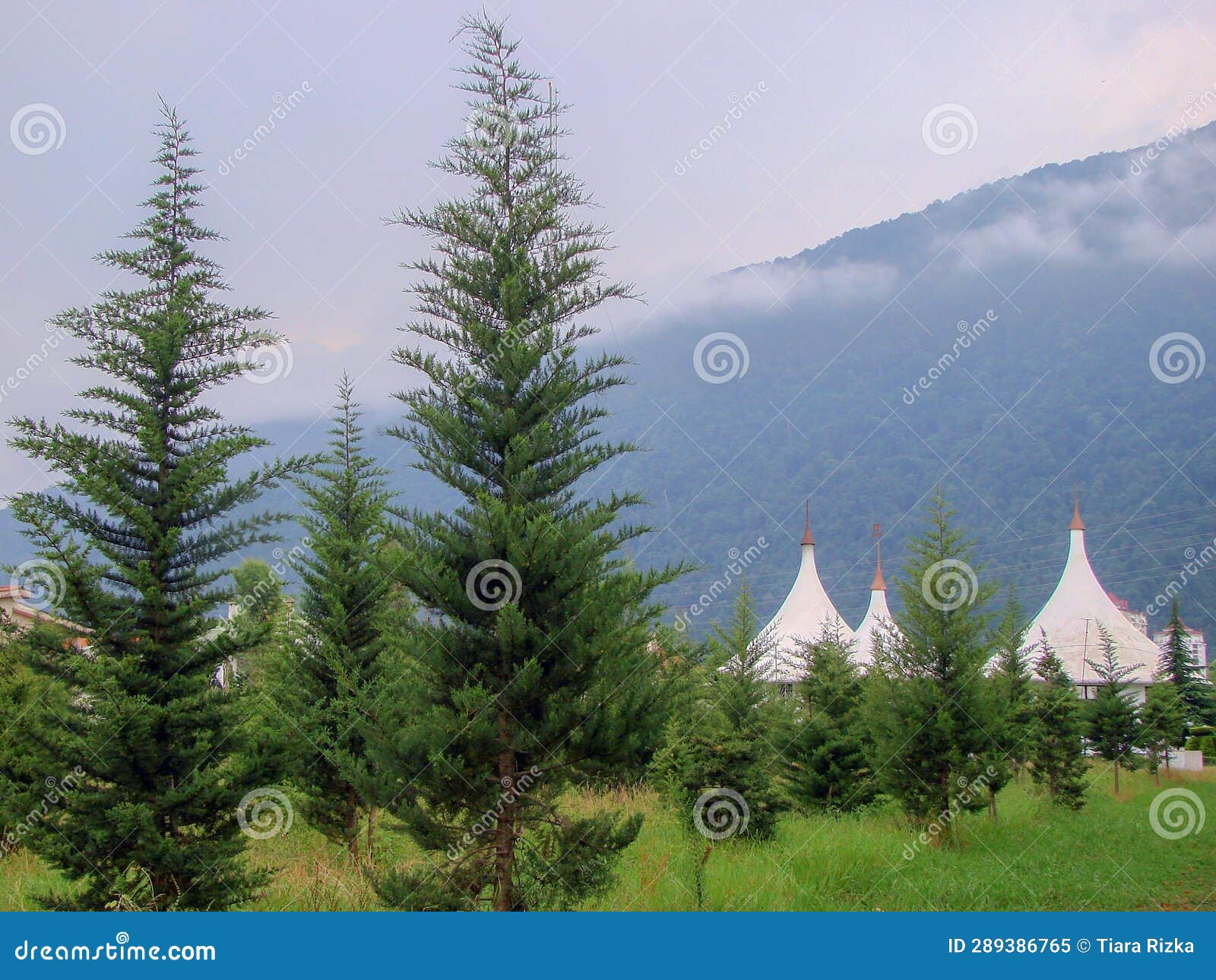 A Beautiful Pine Trees View in Here Stock Image - Image of pine ...