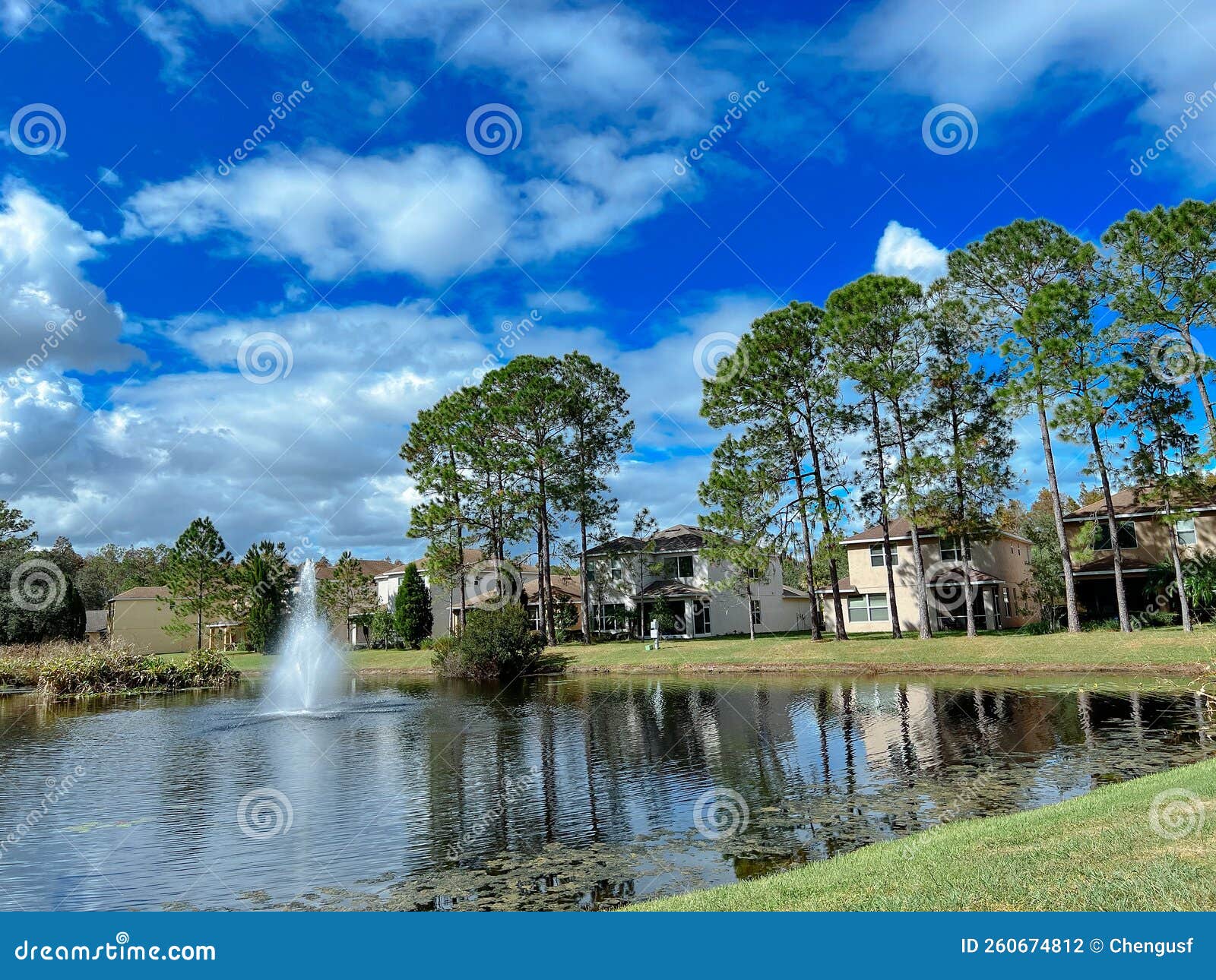 Beautiful Pine Trees in Winter Stock Photo - Image of city, outside ...