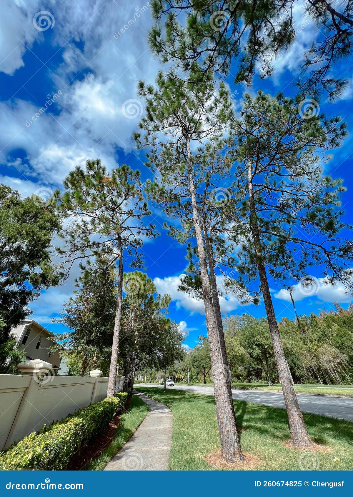 Beautiful Pine Trees in Winter Stock Image - Image of garden, brick ...