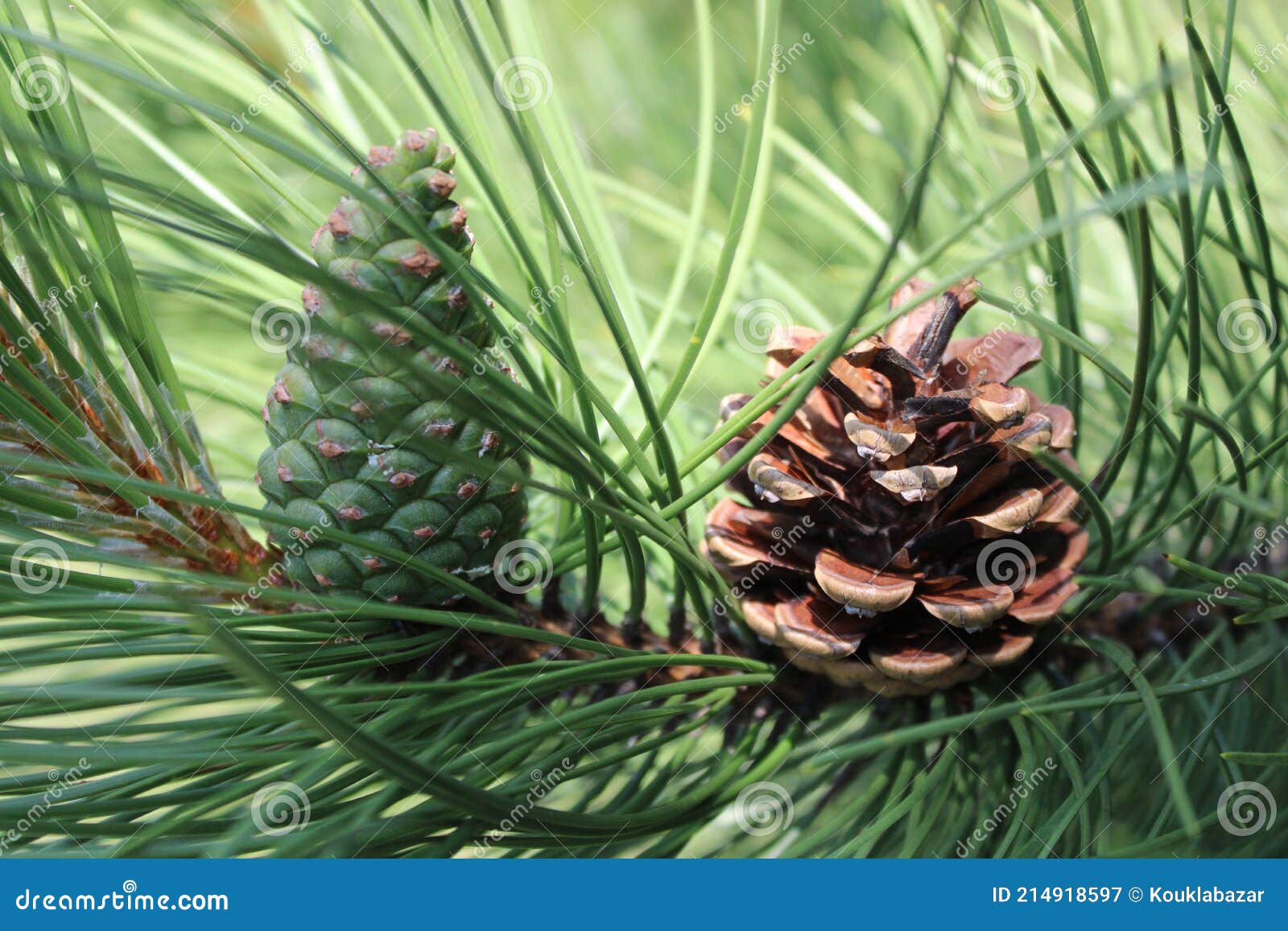 Beautiful Pineal on a Pinewood Stock Image - Image of wood, forest ...